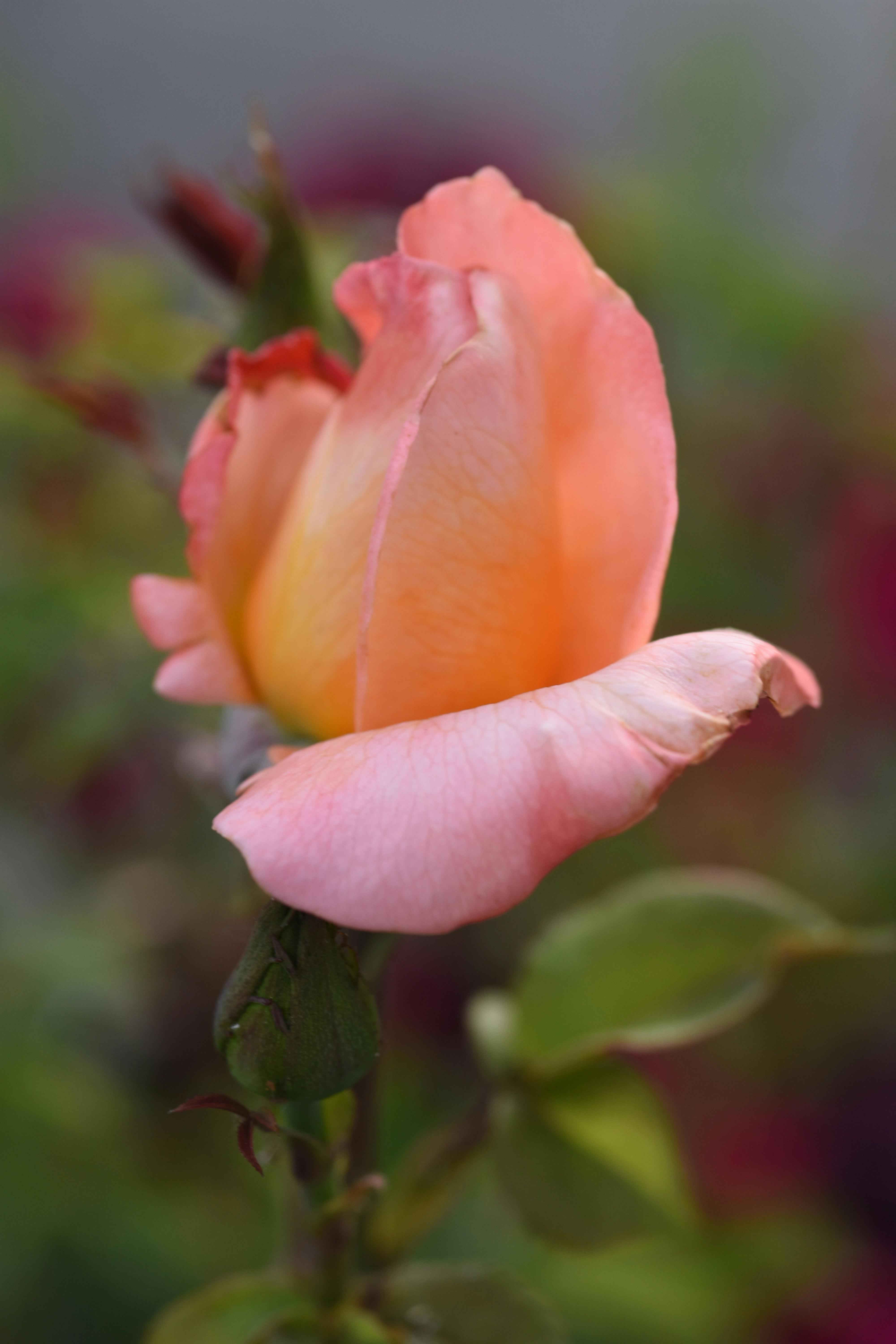 Photo of Pink Rose · Free Stock Photo