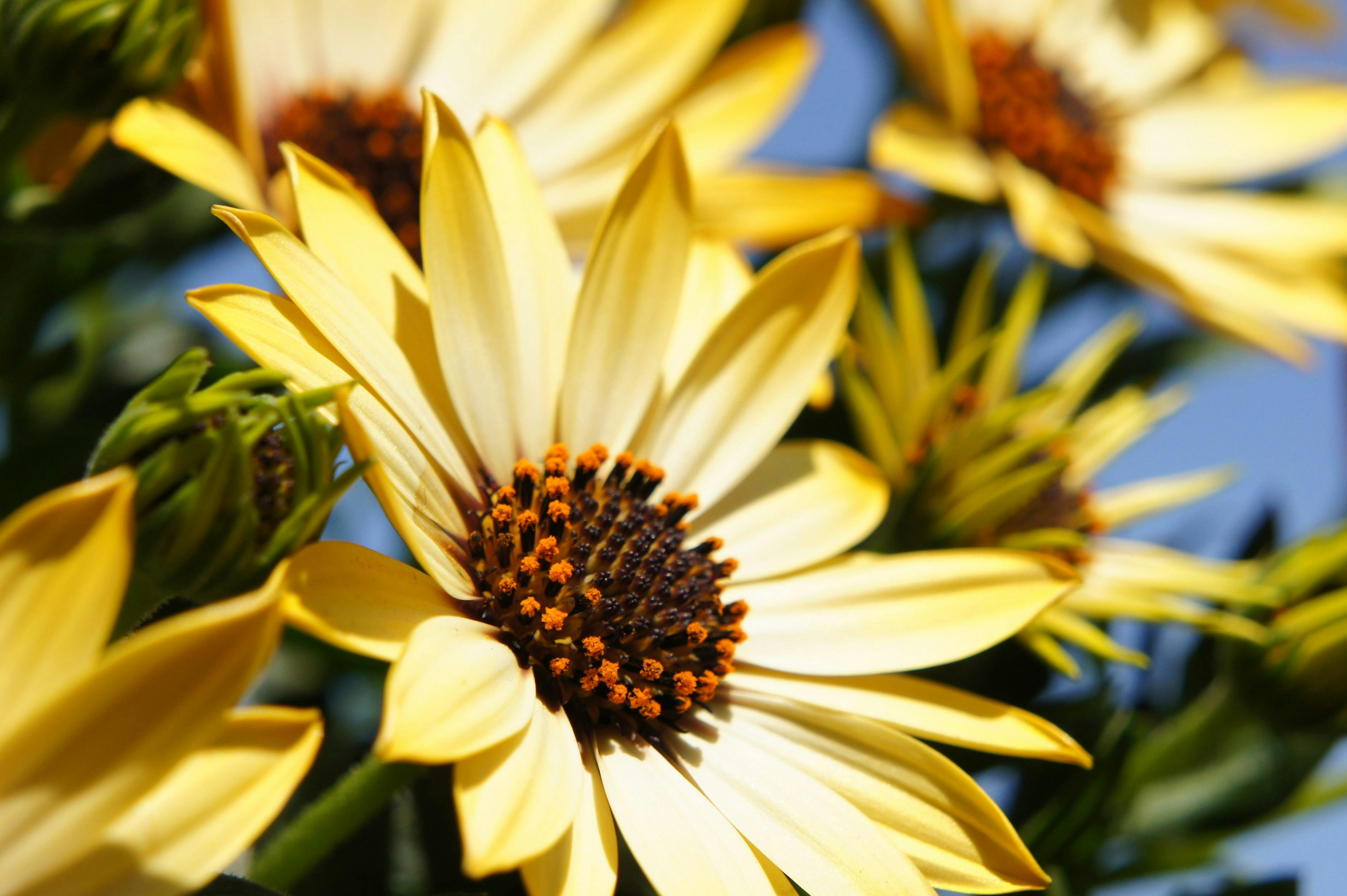 Closeup Photo of White Petaled Flowers Red and Yellow Stigma · Free ...