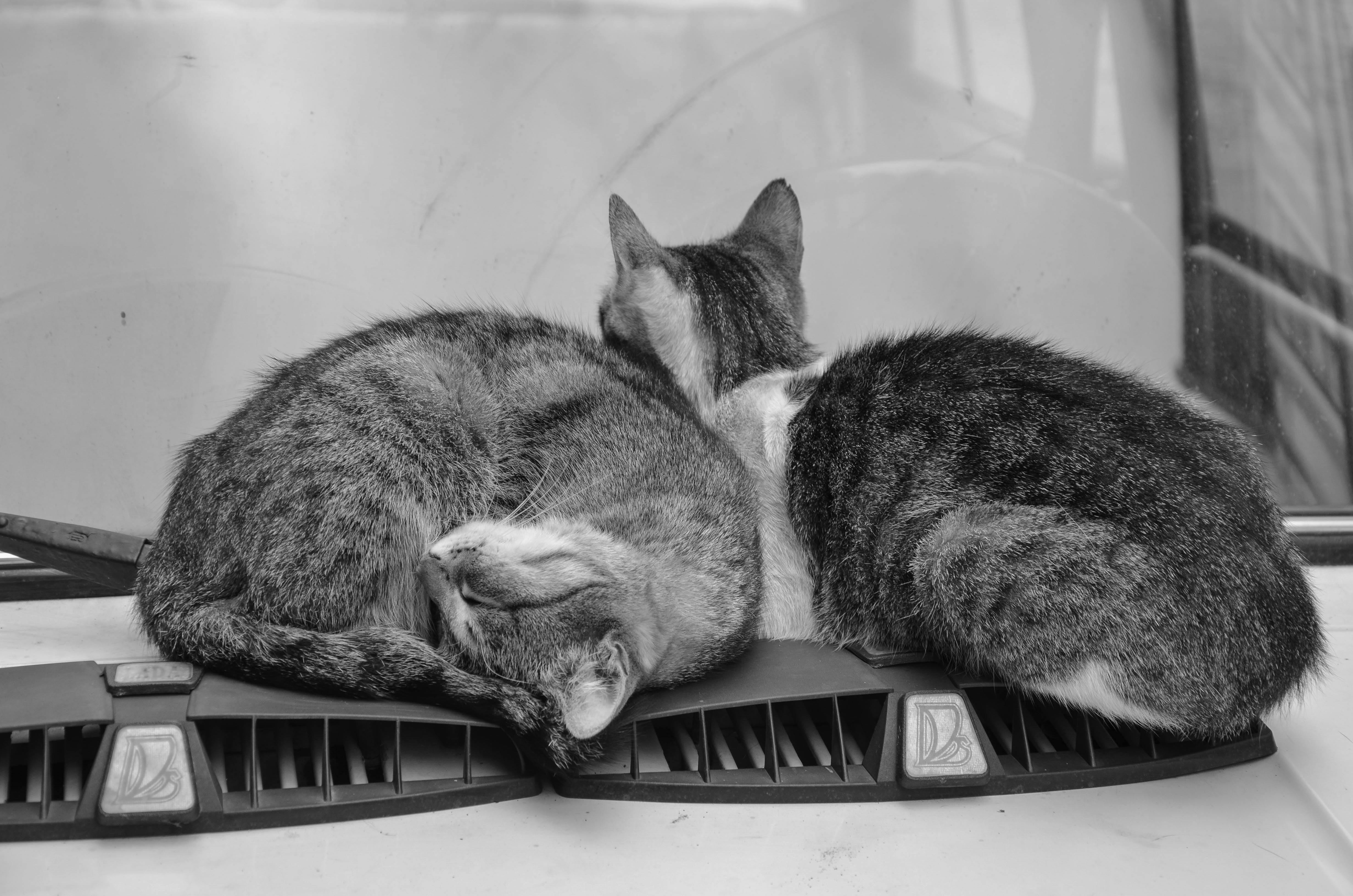 Grayscale Photo of a Cat · Free Stock Photo