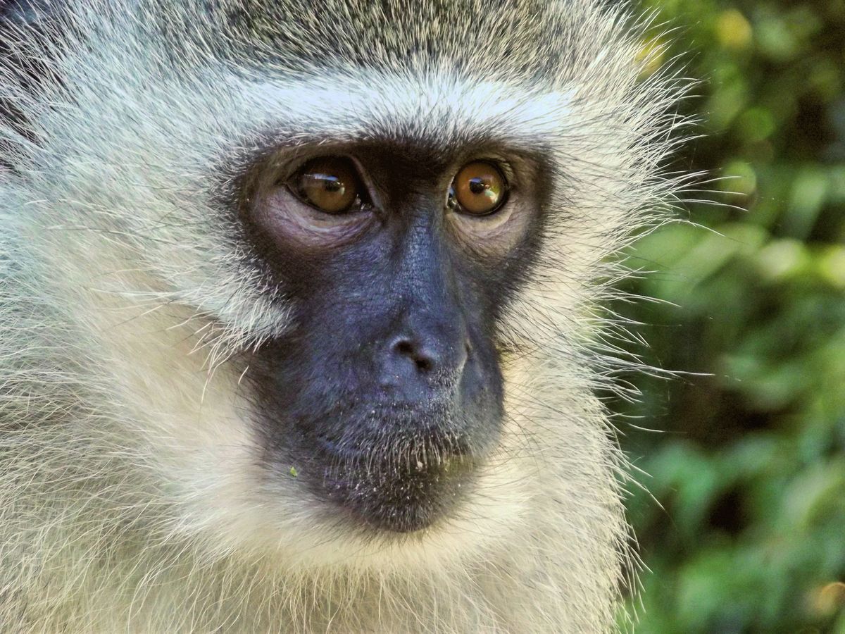 Monkey Fur Texture Photos, Download The BEST Free Monkey Fur Texture ...