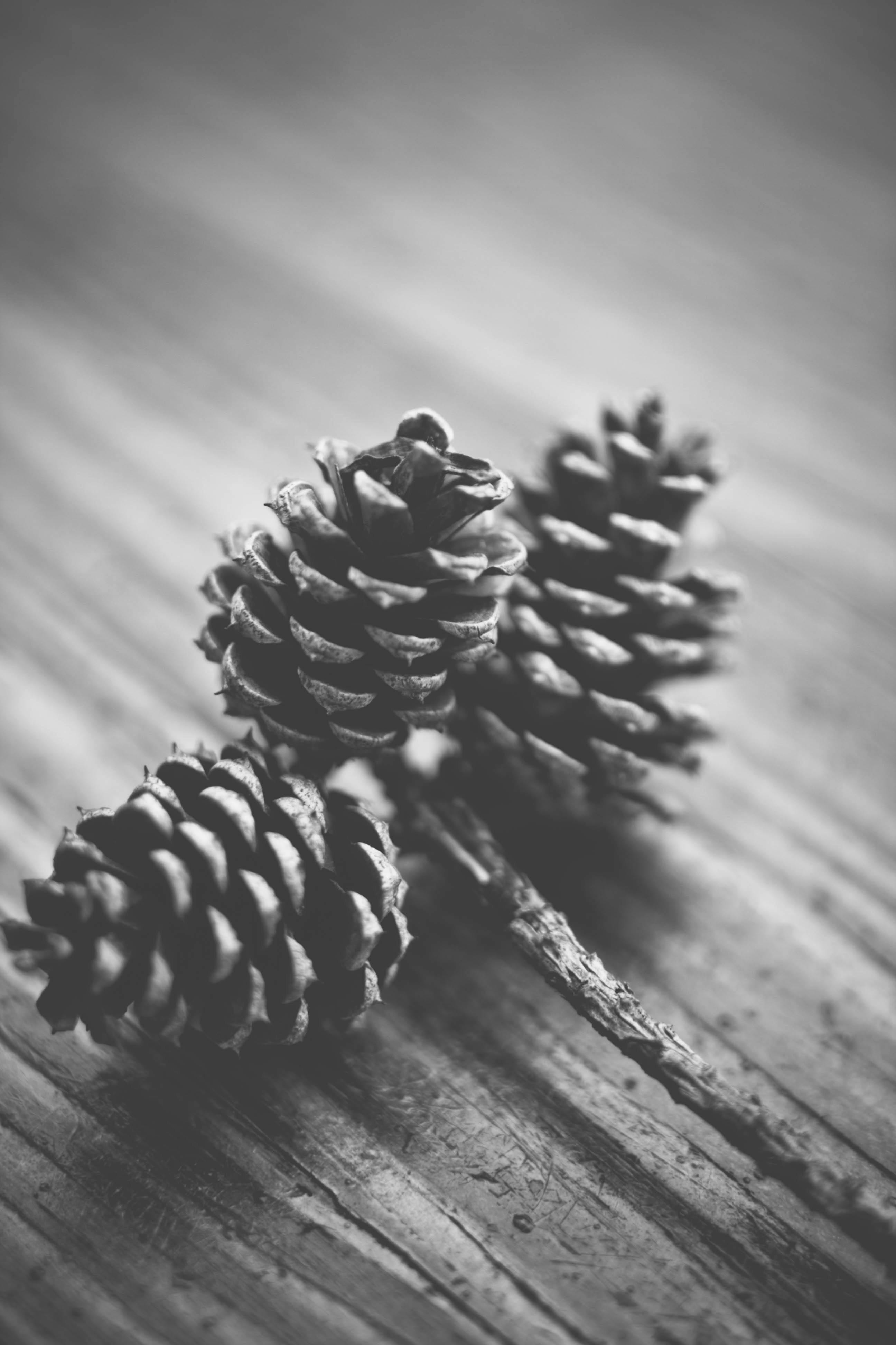 Grayscale Photography of Three Pinecones on Wooden Surface · Free Stock ...