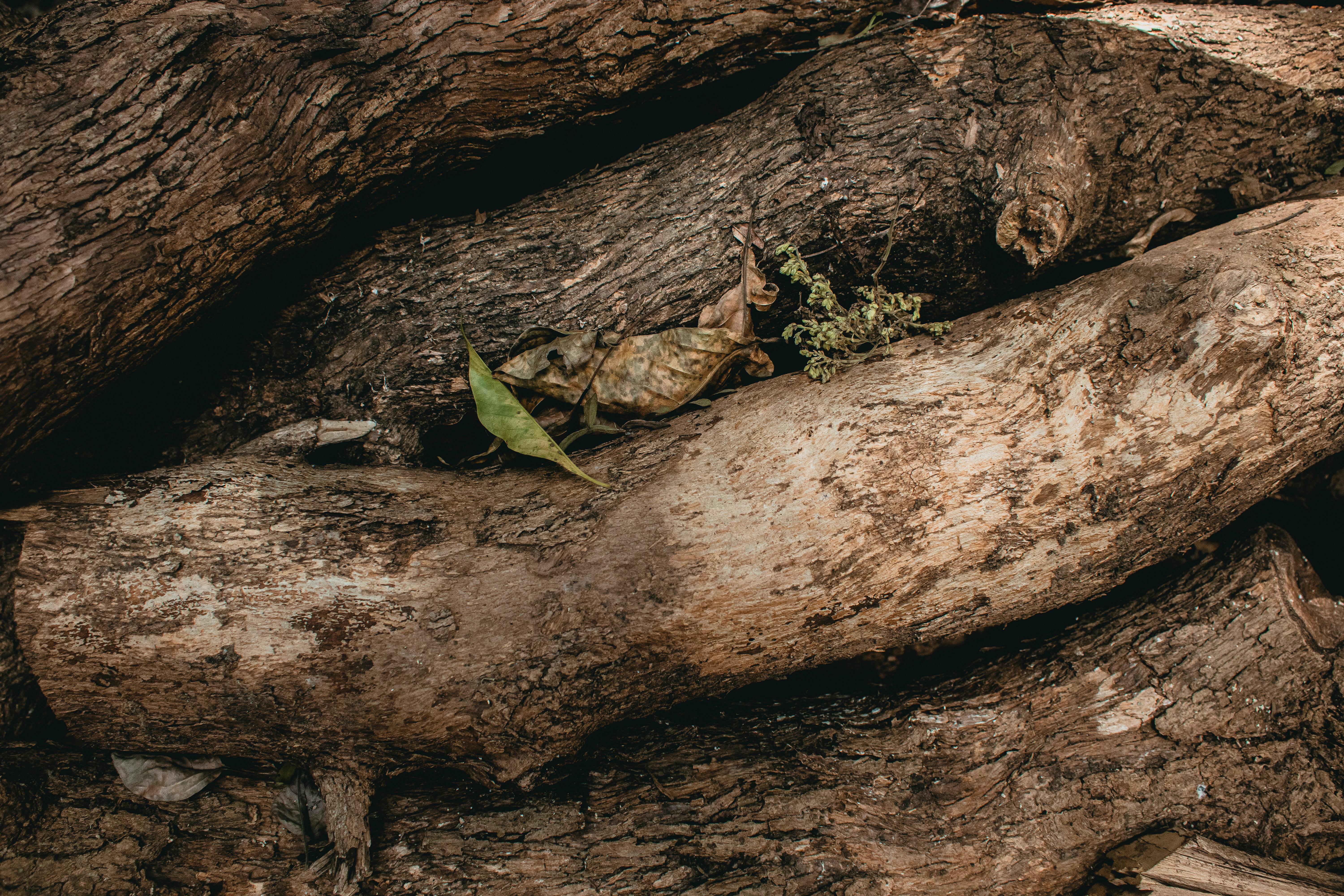 Log Segment Photos, Download The BEST Free Log Segment Stock Photos ...