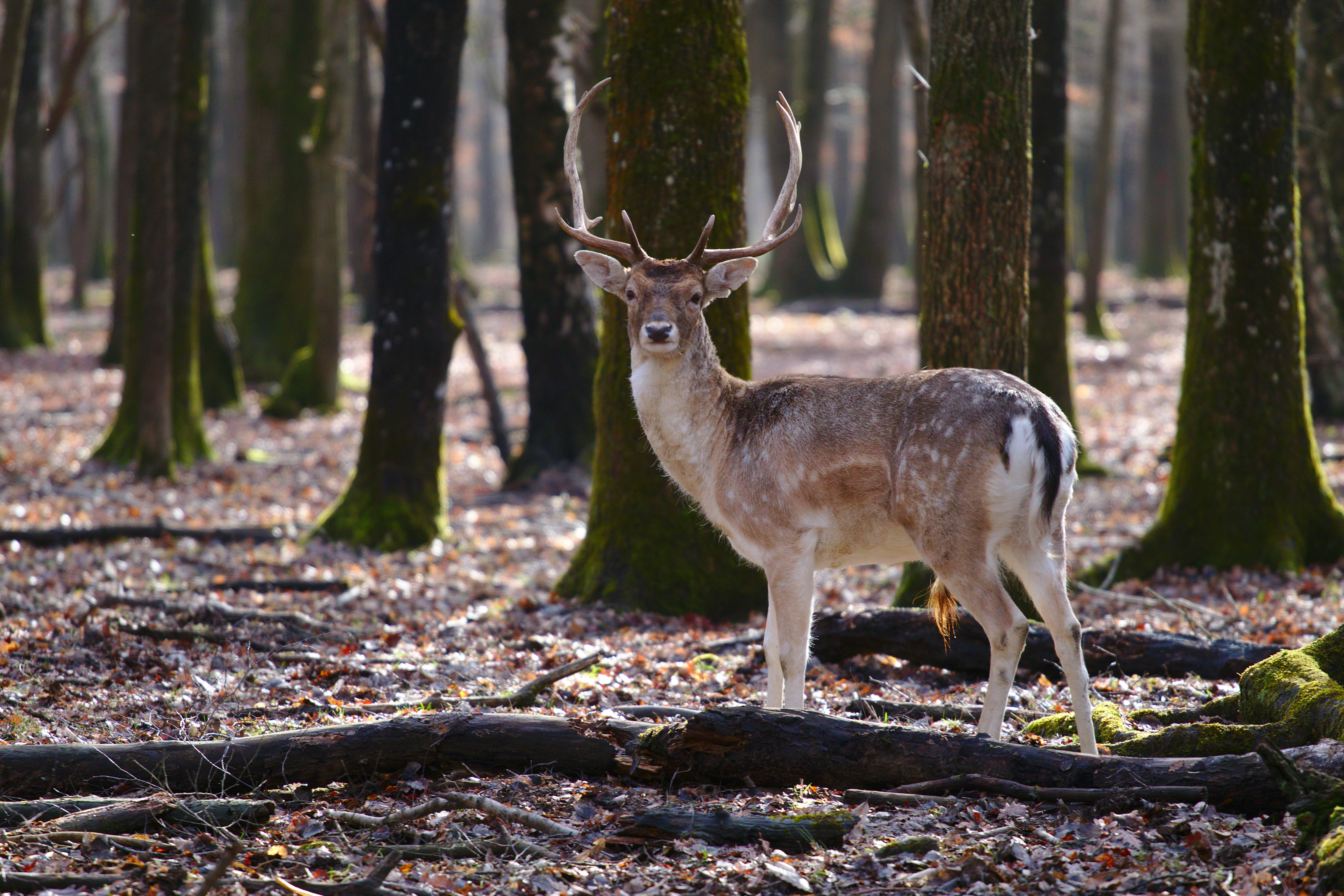 Brown Deer in the Forest · Free Stock Photo