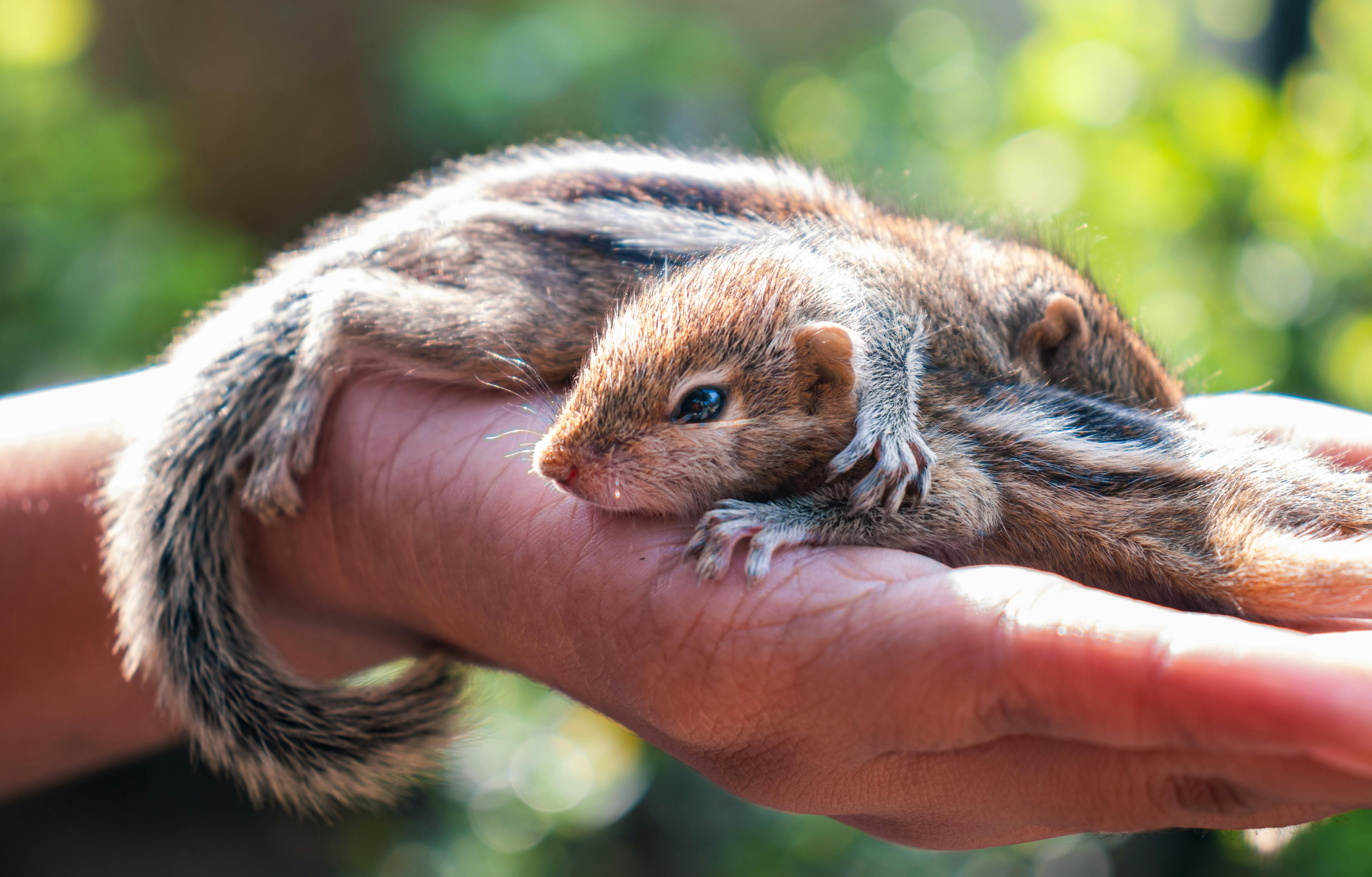 Brown Squirrel on a Person's Hand · Free Stock Photo