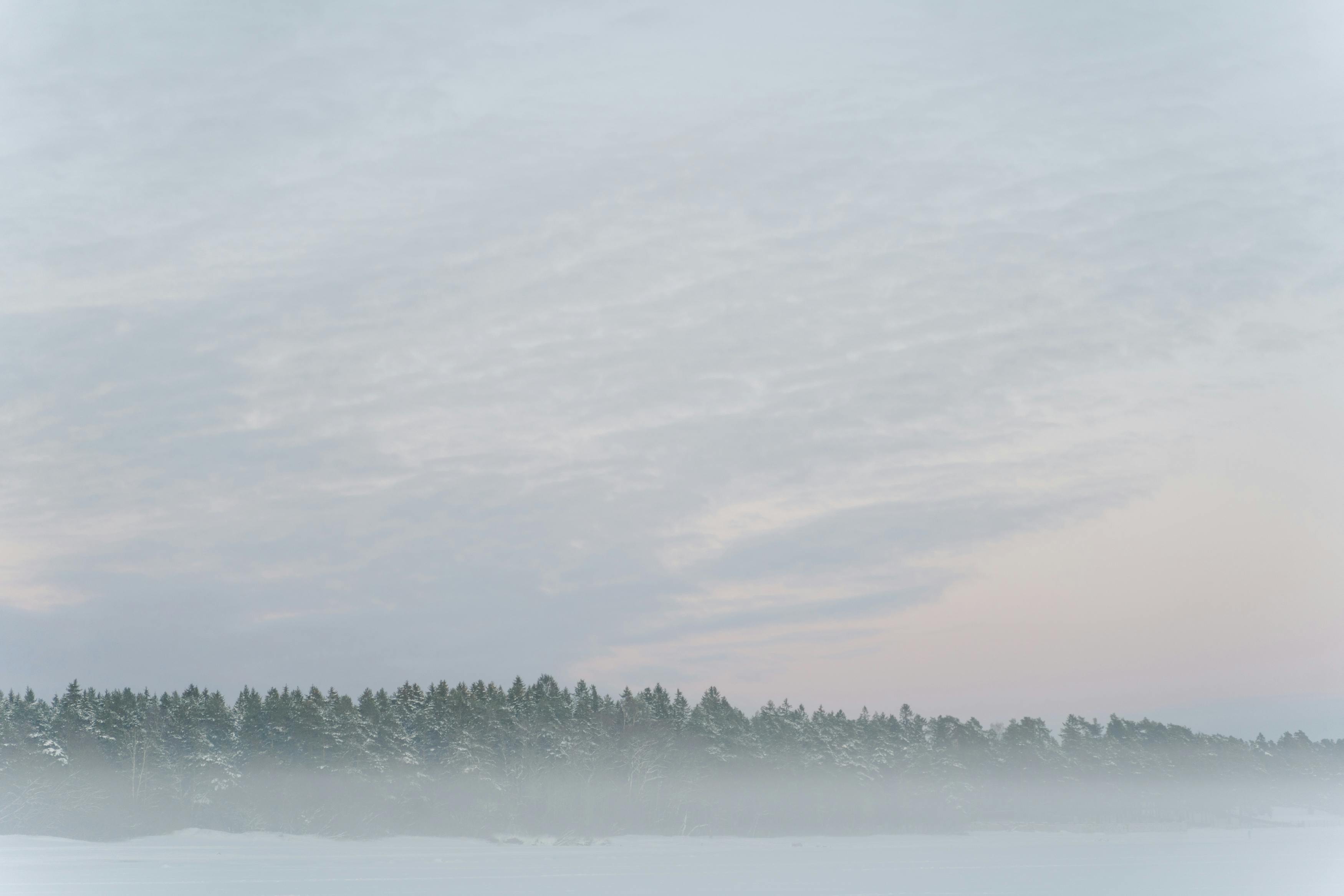 20,000+ Best Fog Photos · 100% Free Download · Pexels Stock Photos