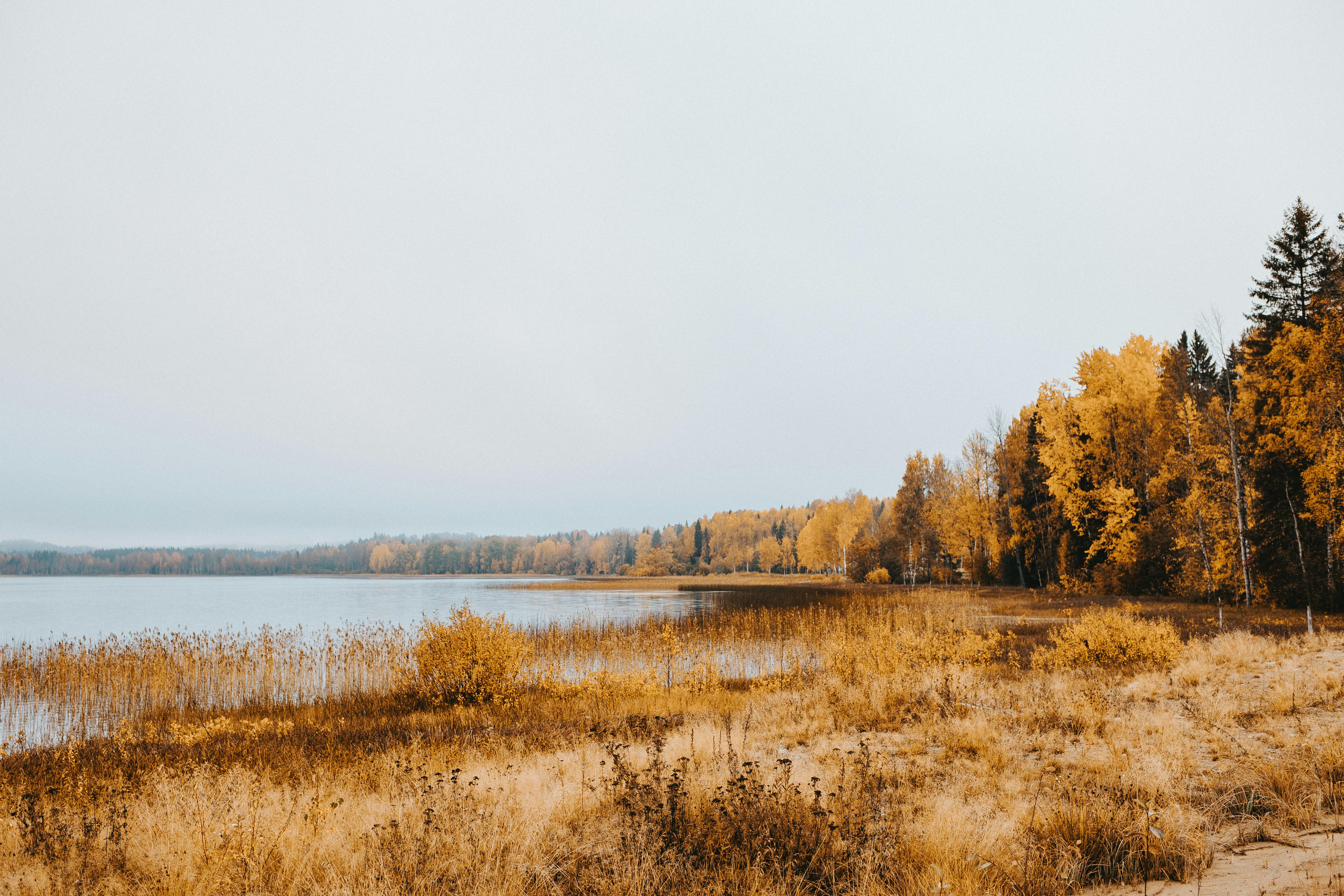 Grass and Trees Along the Lakeshore · Free Stock Photo