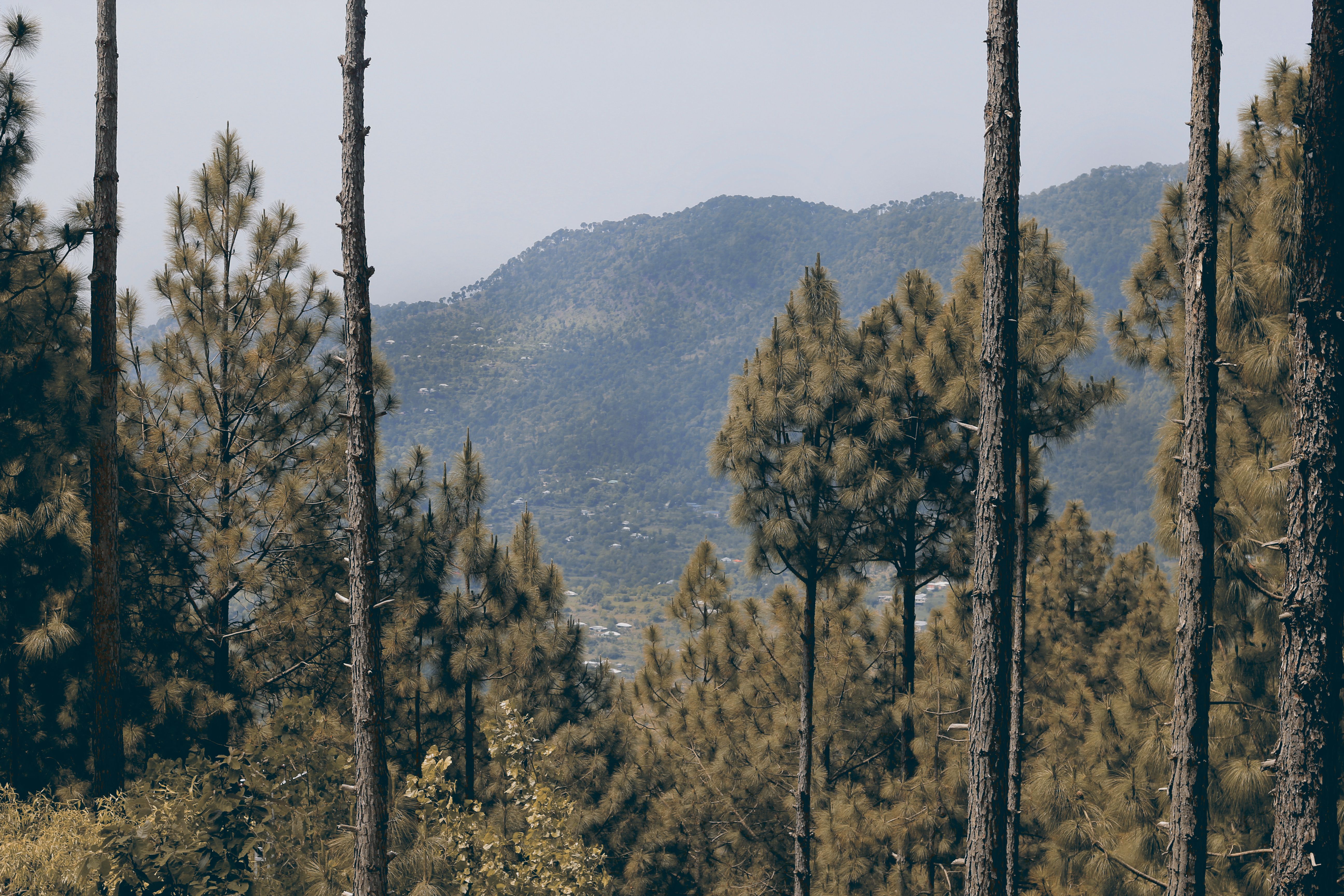 Trees On Mountain · Free Stock Photo