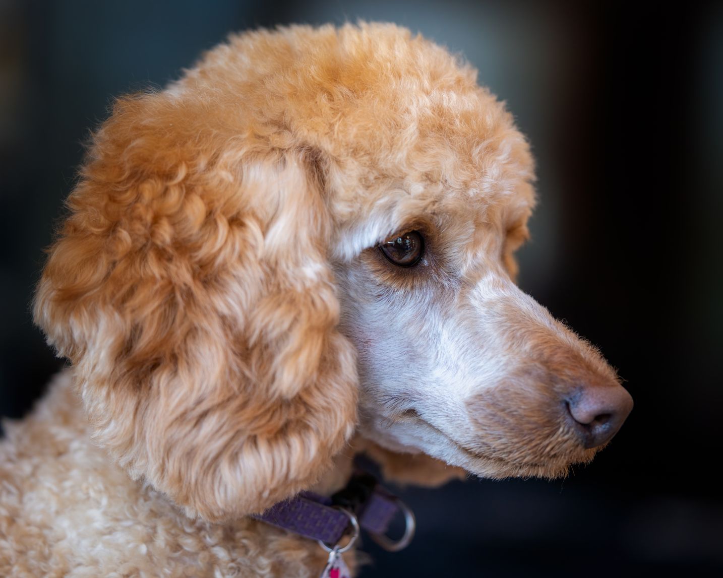 Complete Guide to Owning and Caring for a Silver Poodle Dog