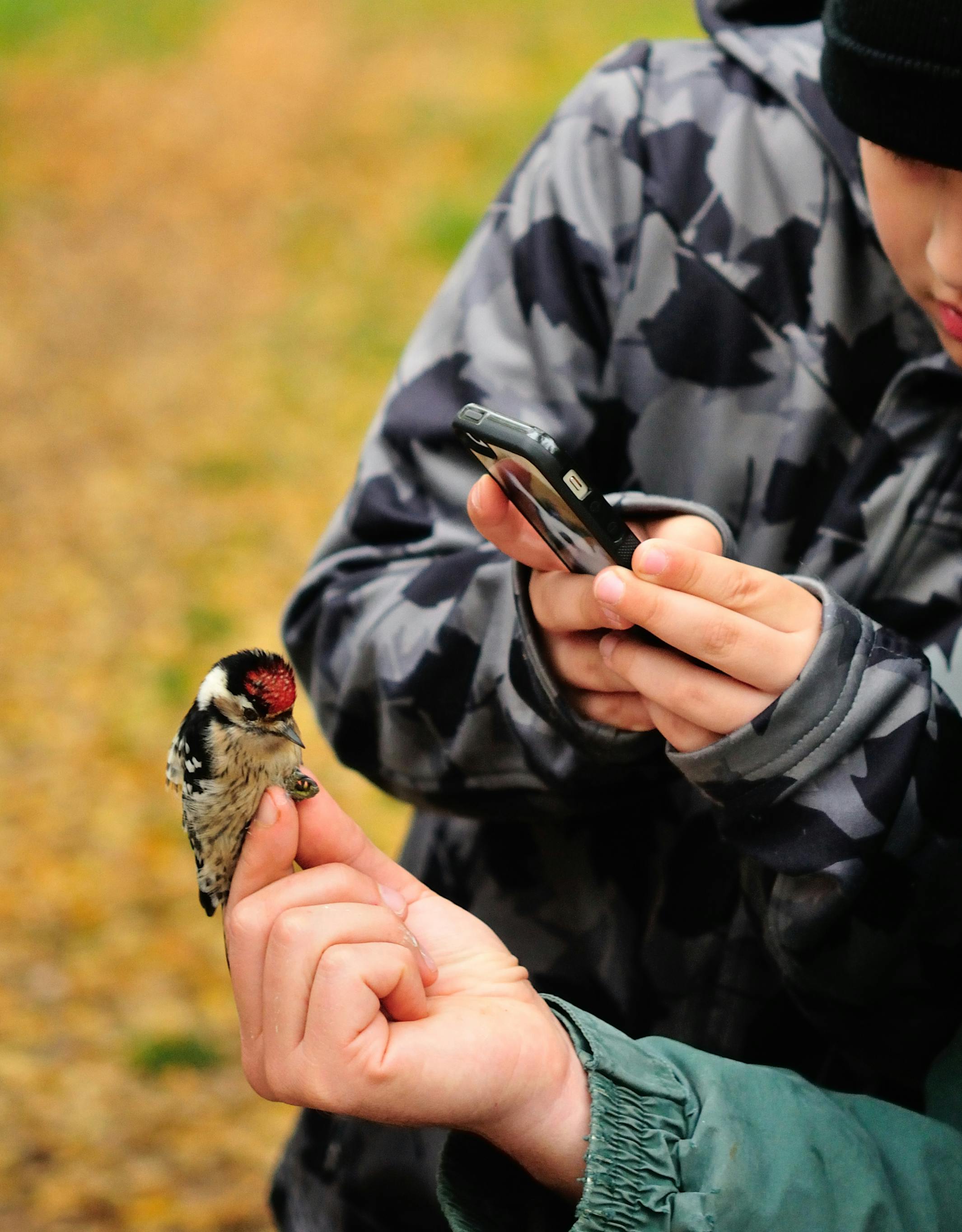 Bird Interactions Photos, Download The BEST Free Bird Interactions Stock Photos & HD Images