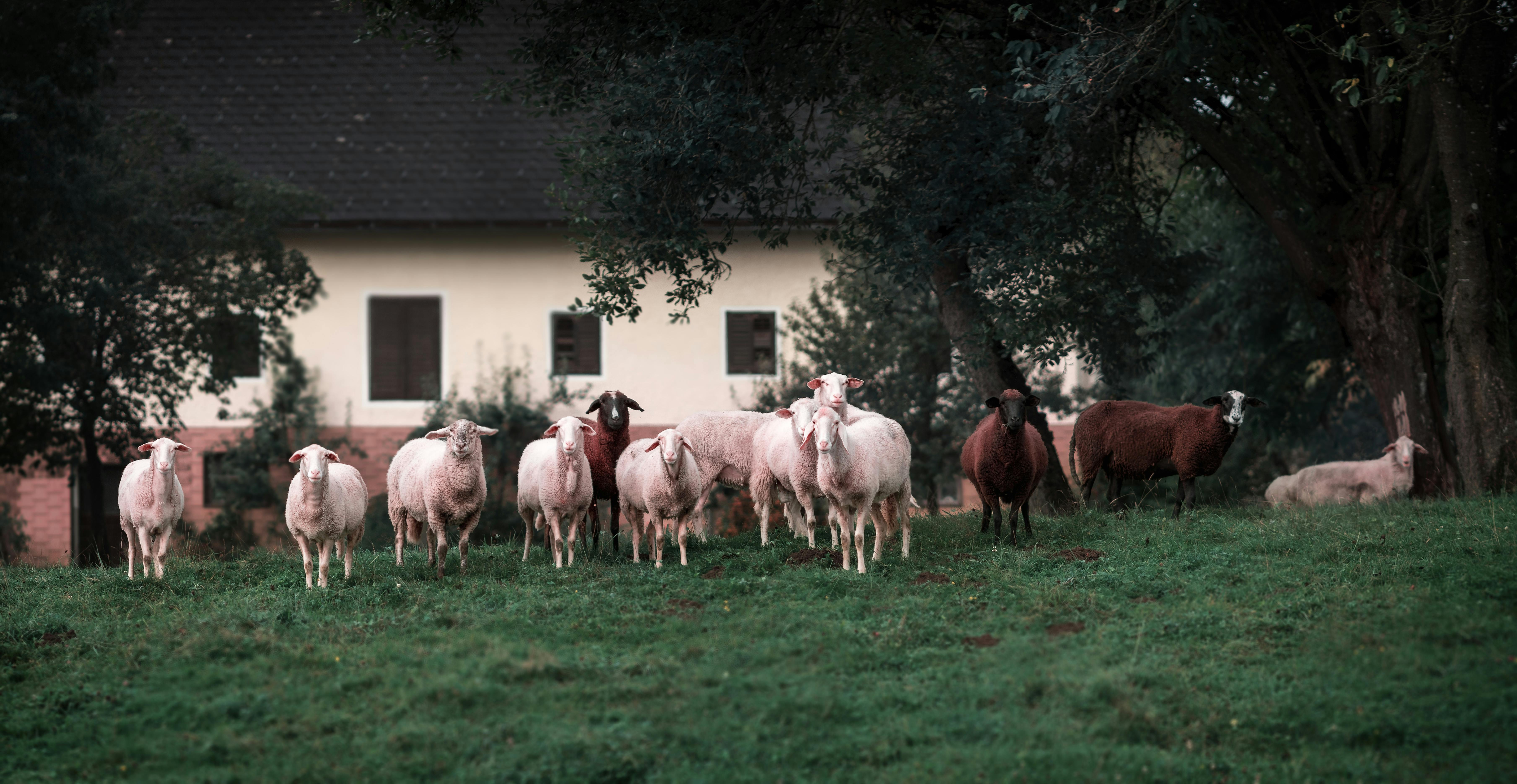 Austria Sheep Photos, Download The BEST Free Austria Sheep Stock Photos ...