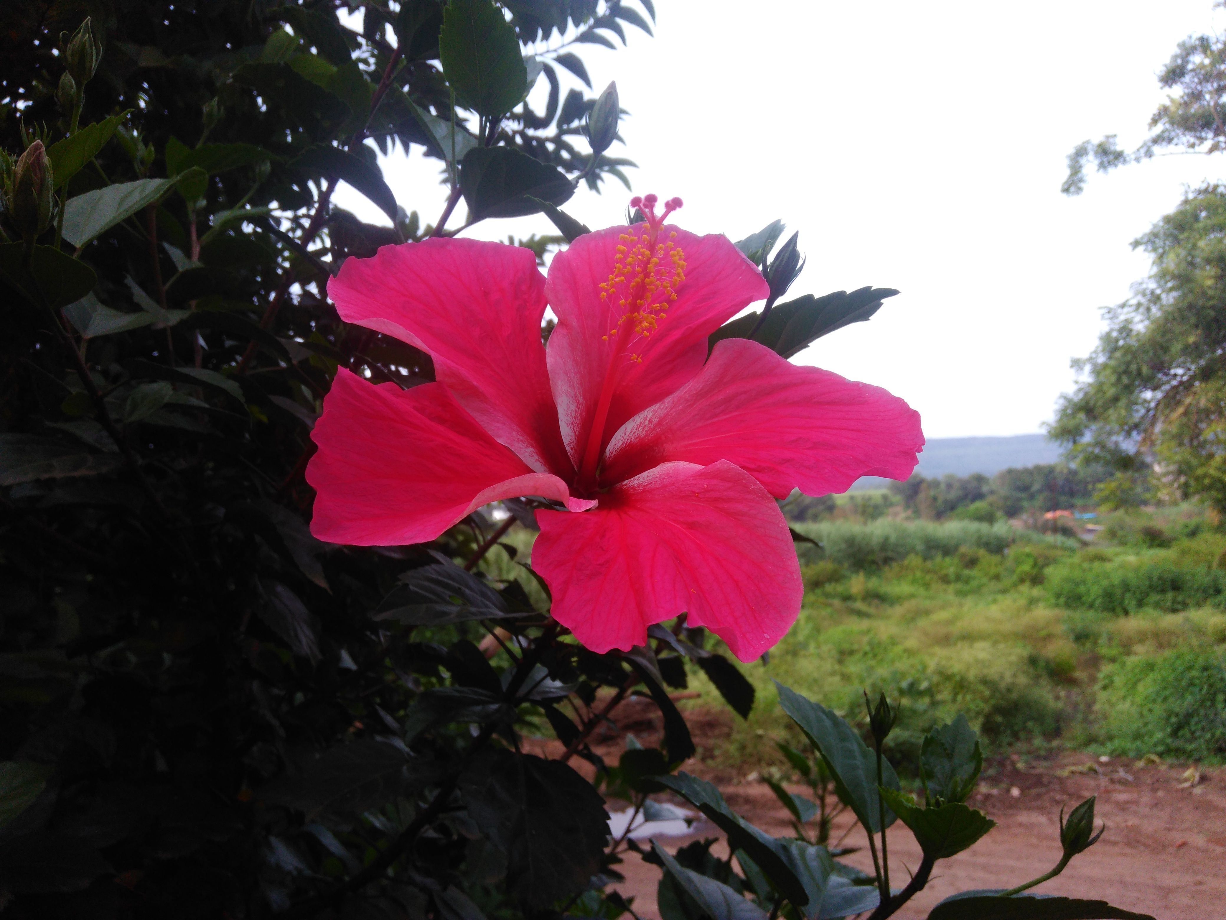Free stock photo of beautiful flowers, green, Hibiscus