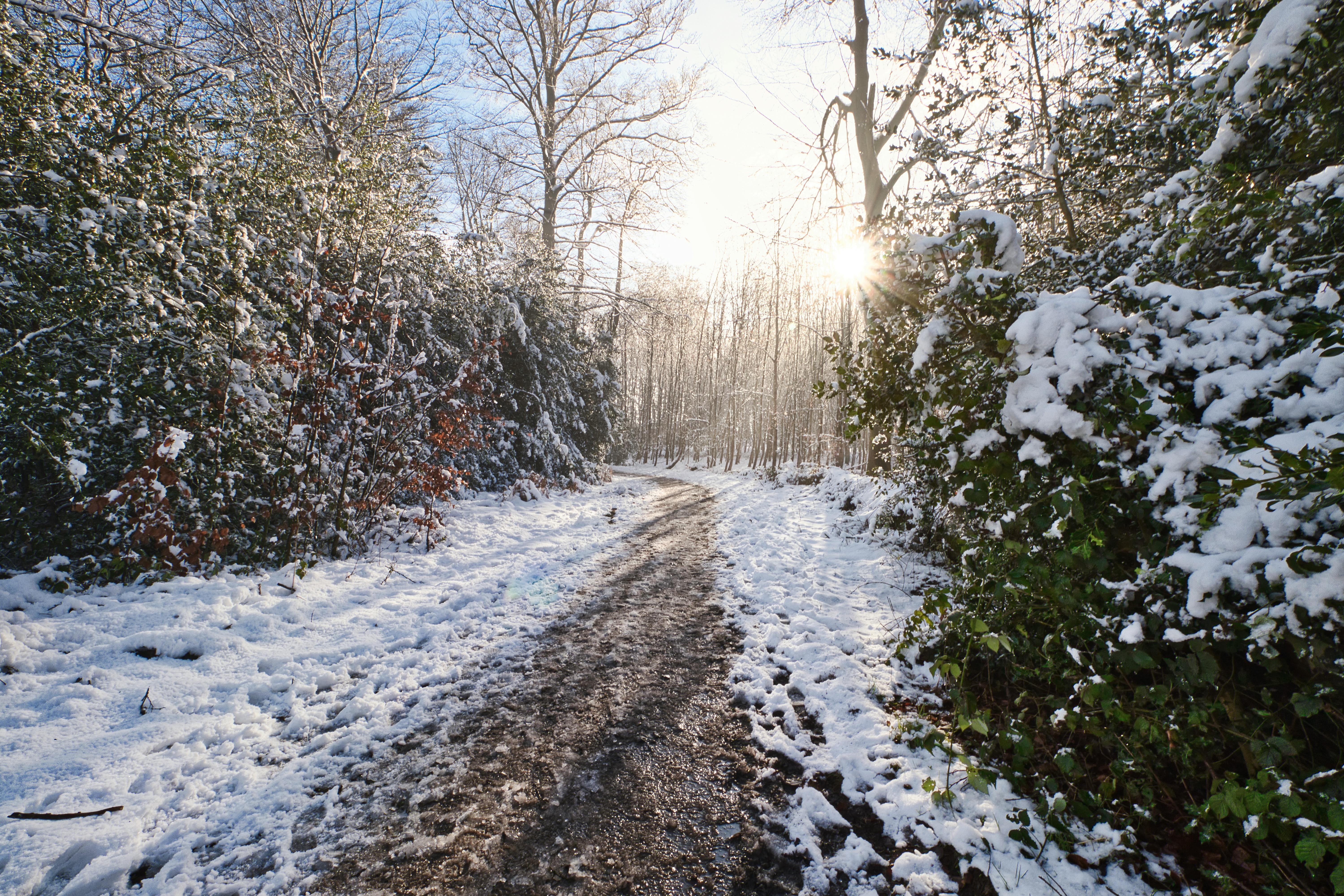Snow Covered Pathway Between Trees · Free Stock Photo