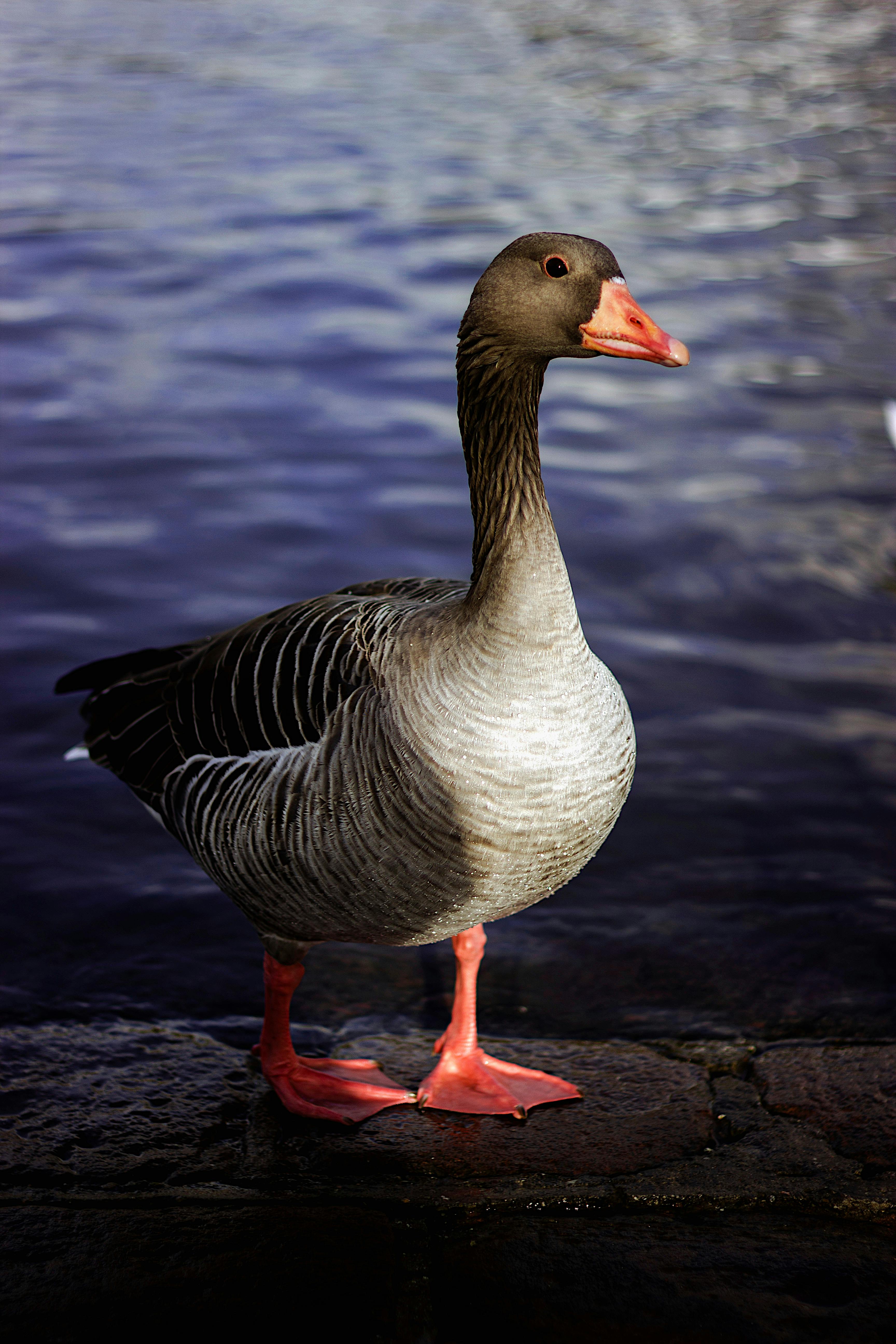 Goose by the Lake · Free Stock Photo
