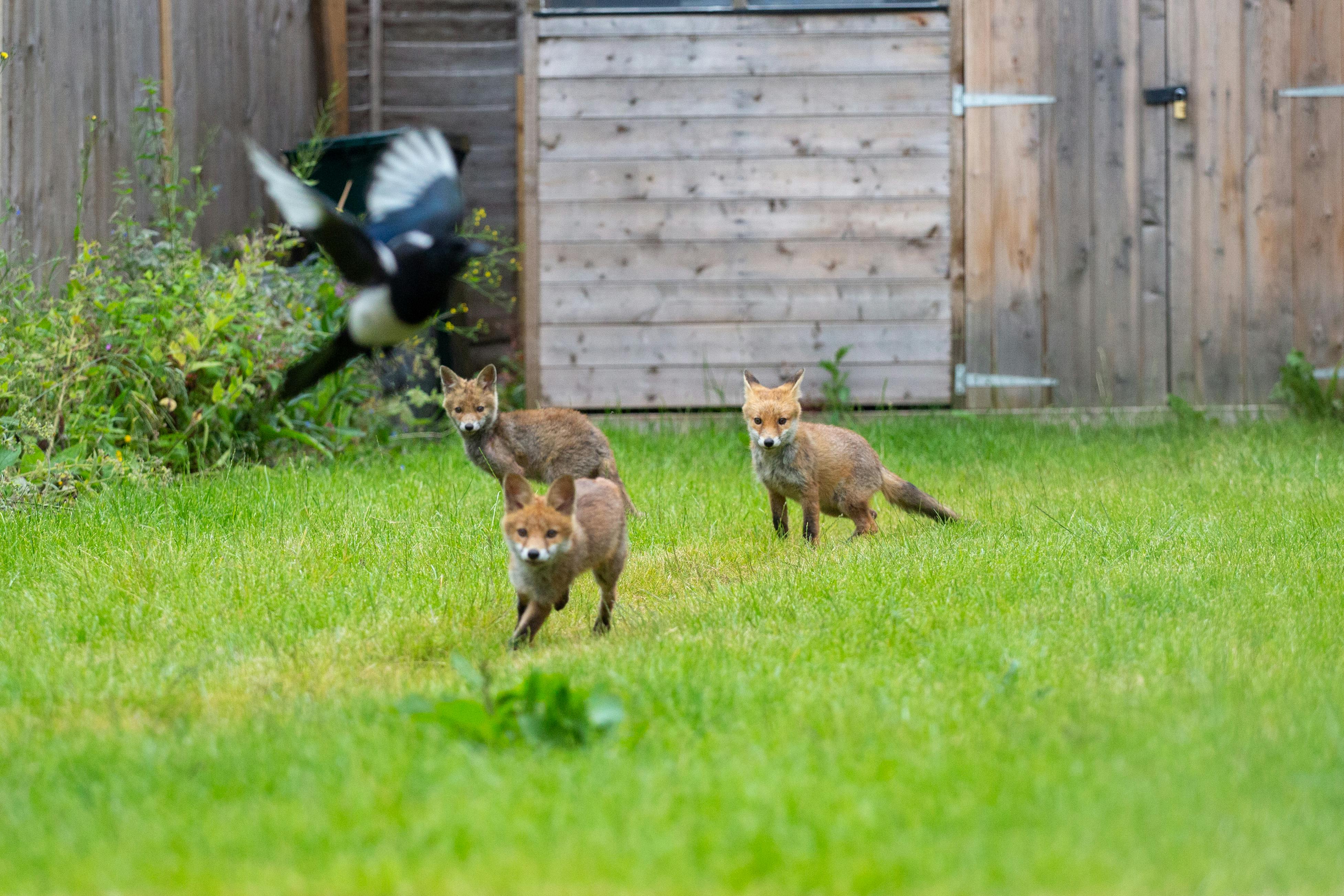 Tan and Orange Fox Standing in Water Near the Grass · Free Stock Photo
