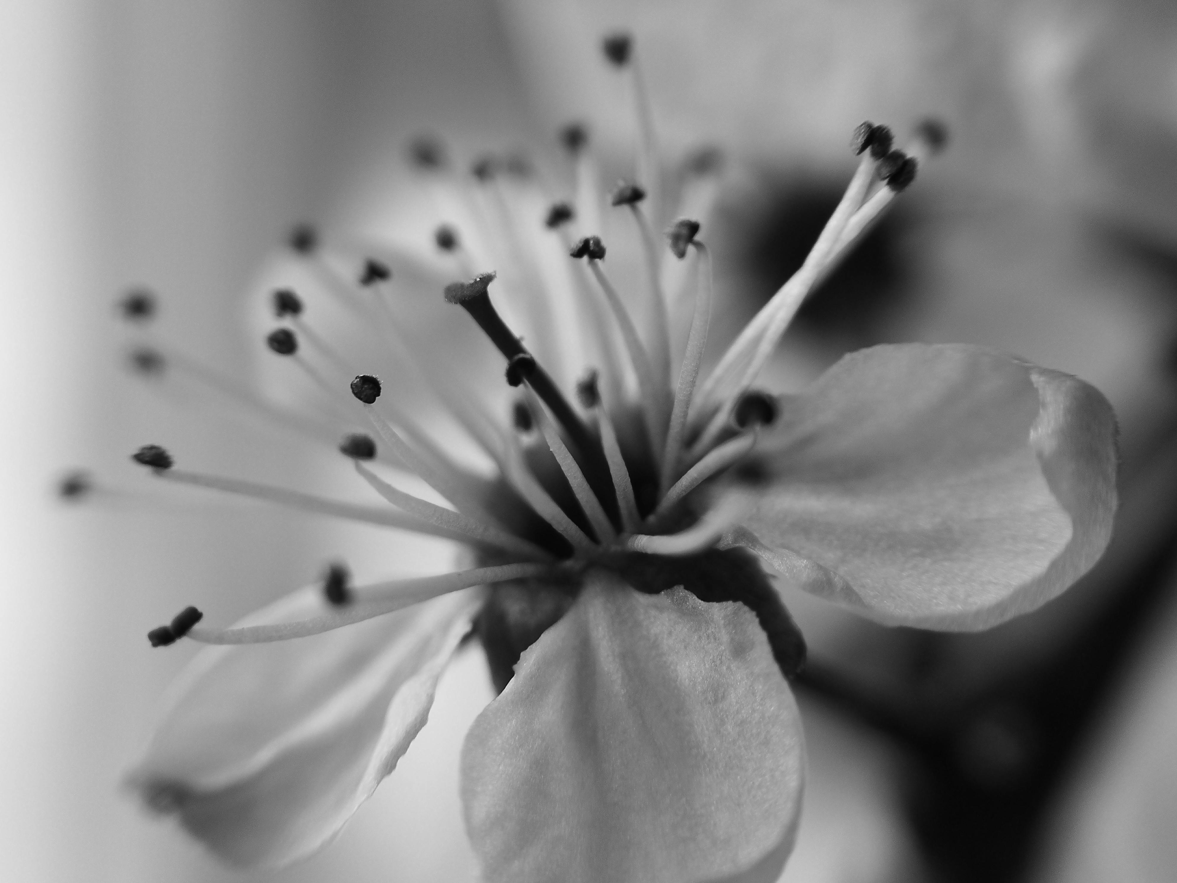 Grayscale Photo of a Flower · Free Stock Photo