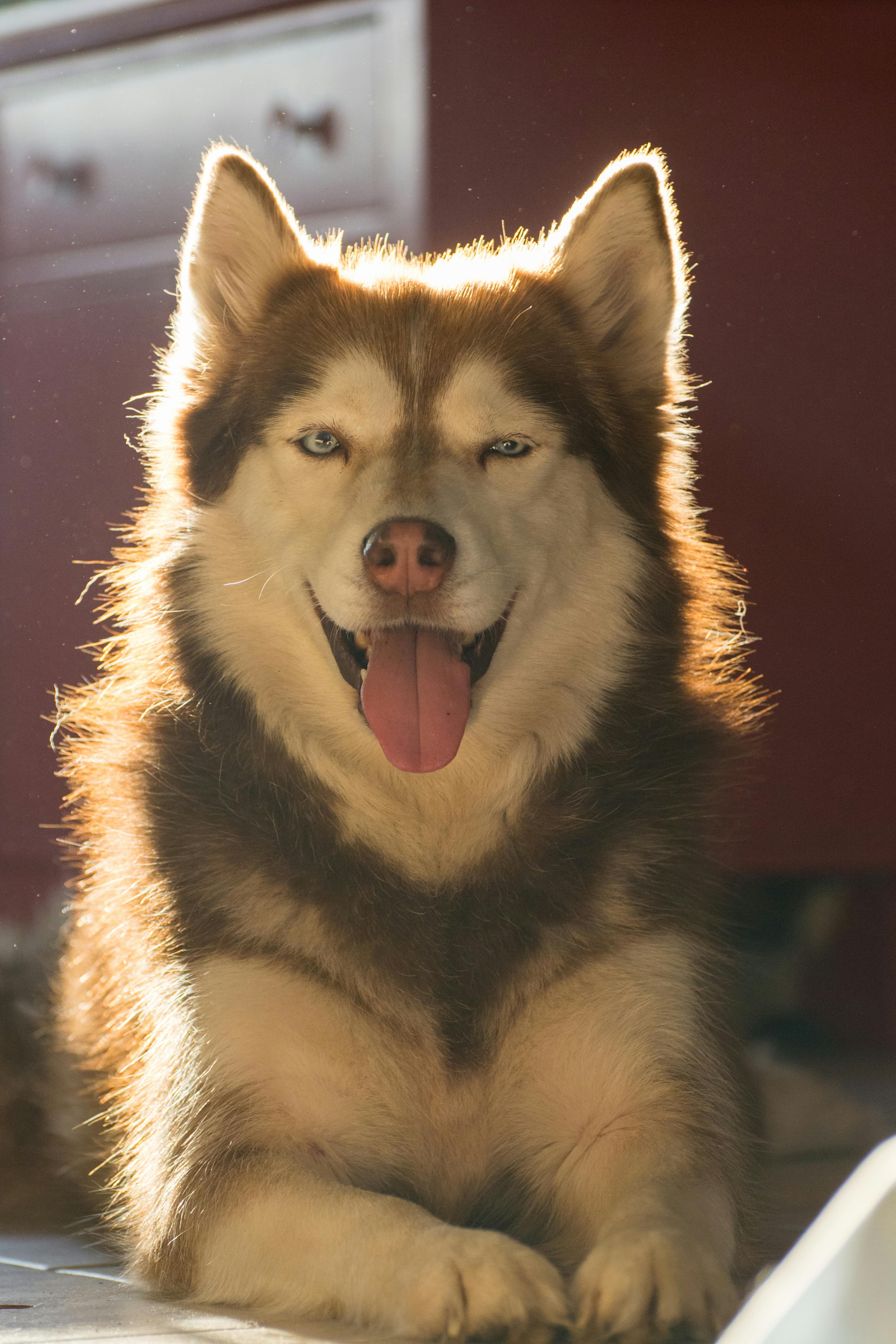 Cute Brown Siberian Husky · Free Stock Photo