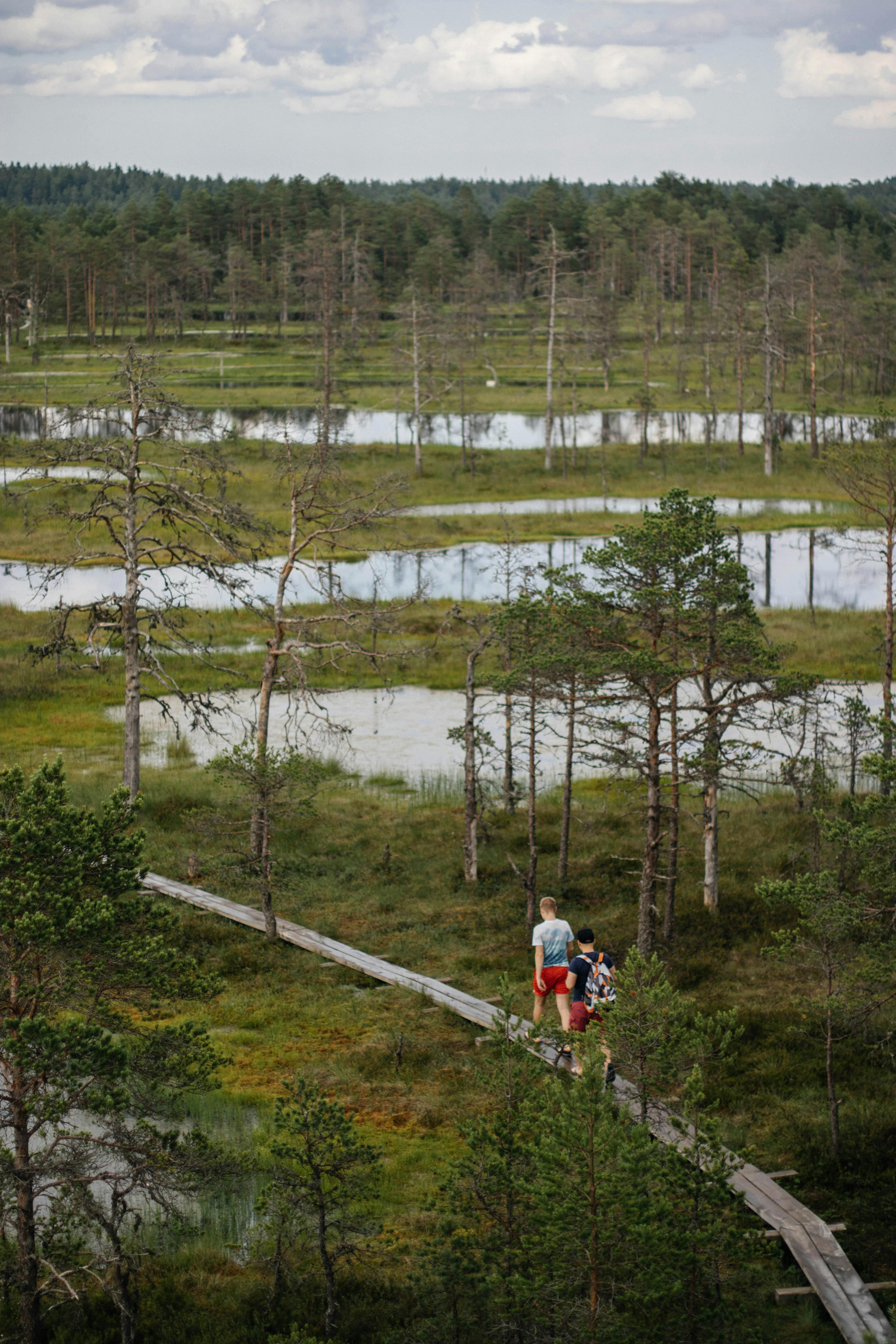 Tourists walking along path along high trees · Free Stock Photo