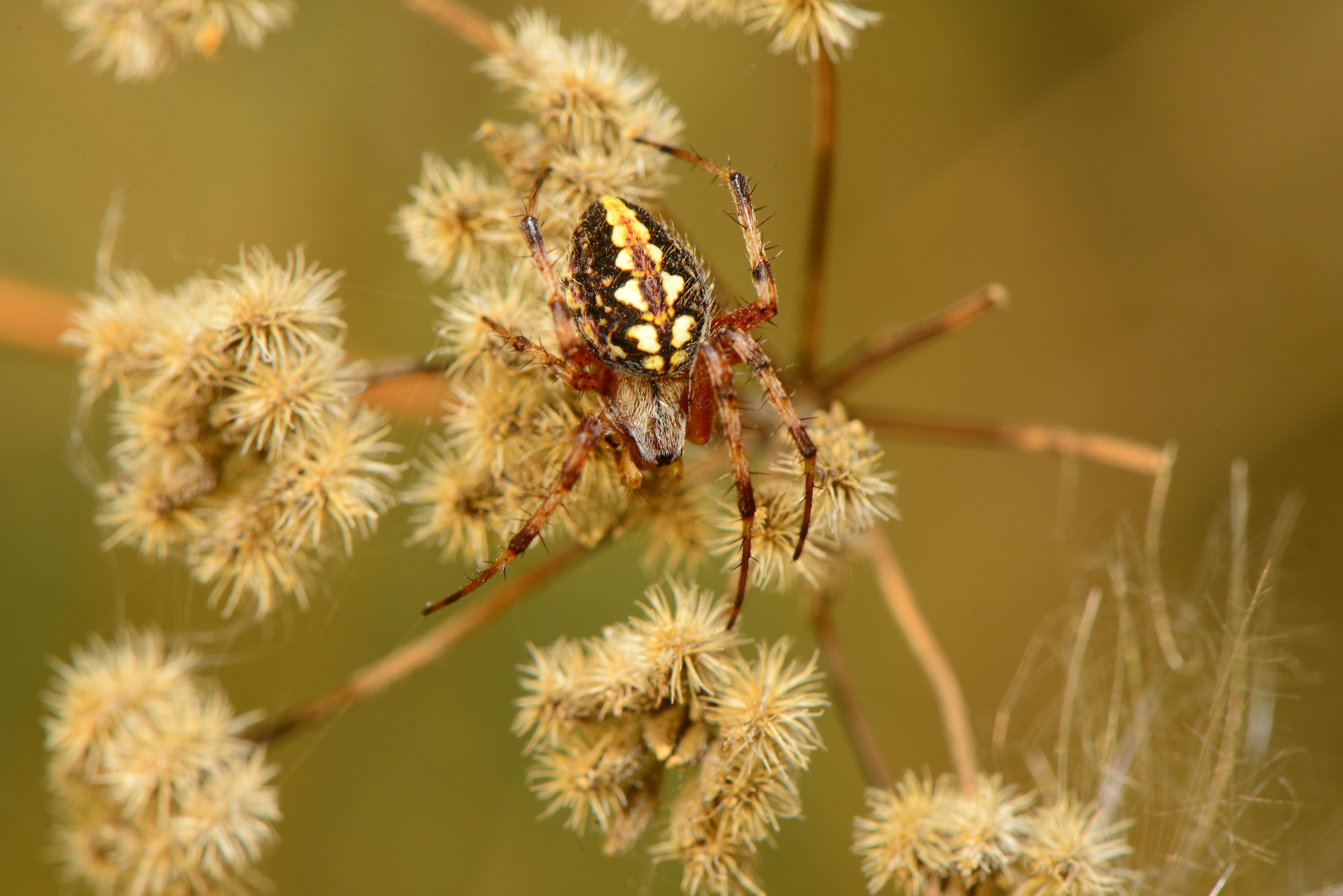 Macro Shot of a Spider on Weed Grass · Free Stock Photo
