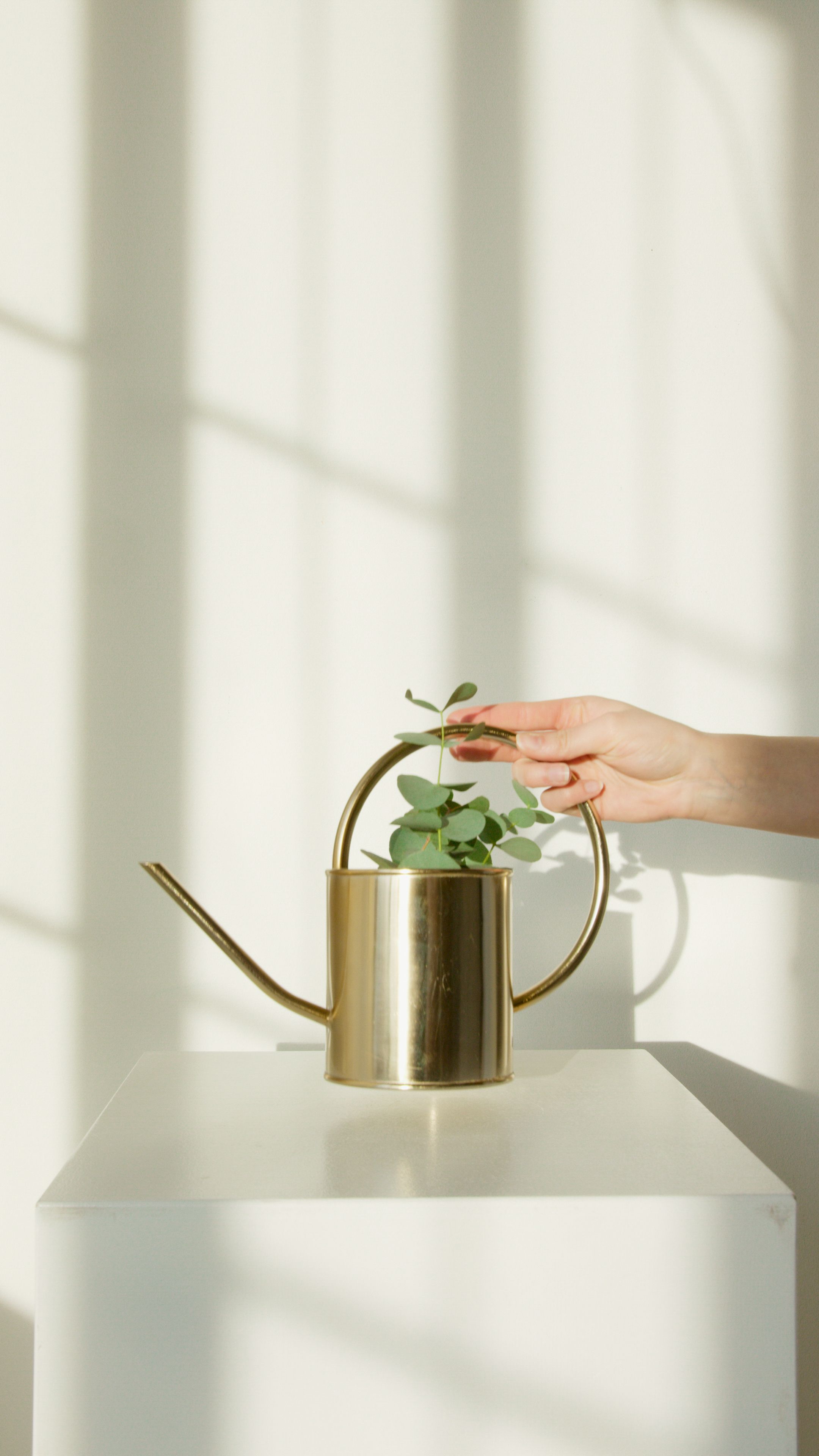 Person Watering The Plant · Free Stock Photo