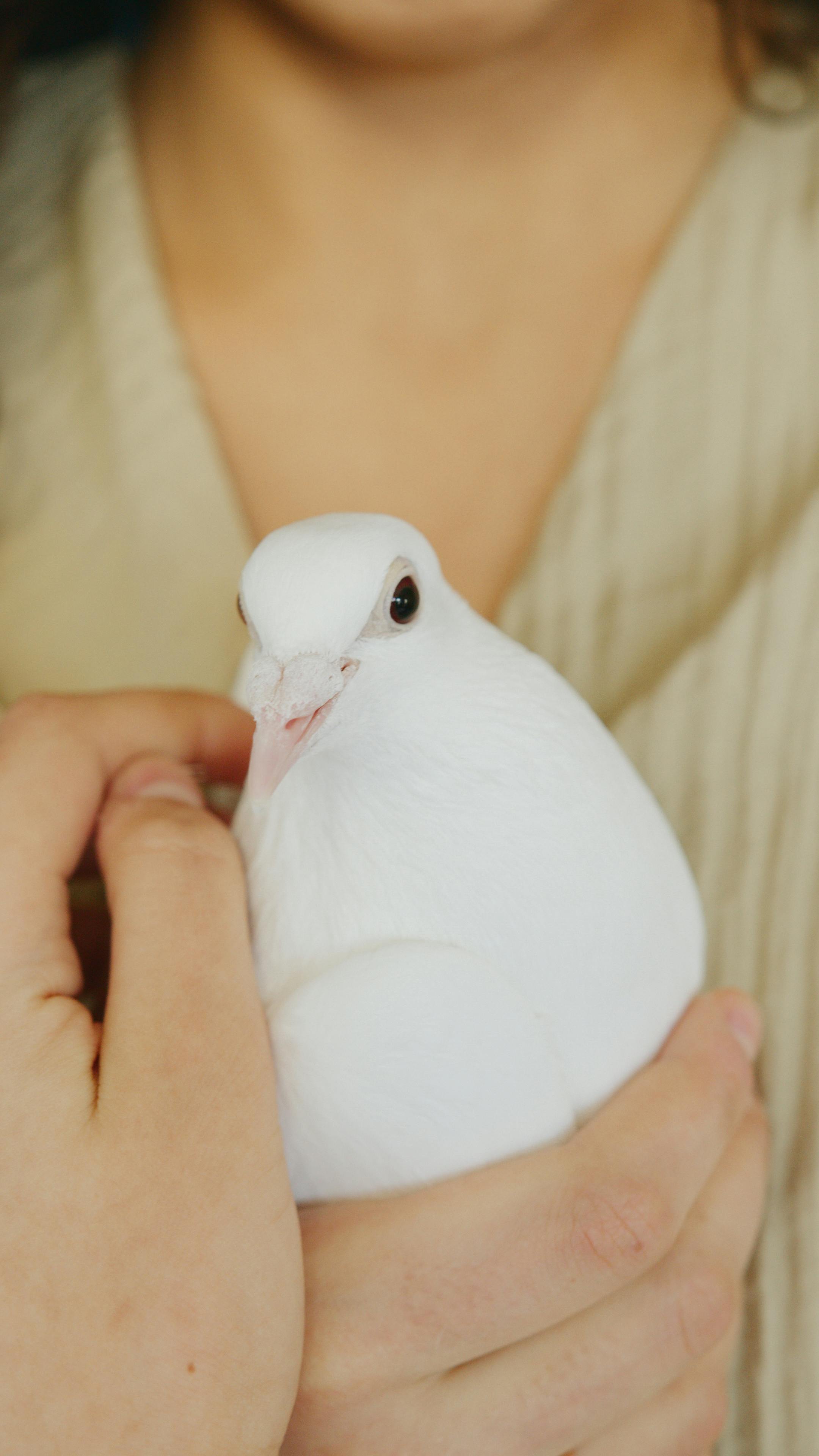 200+ Best Dove Photos · 100% Free Download · Pexels Stock Photos