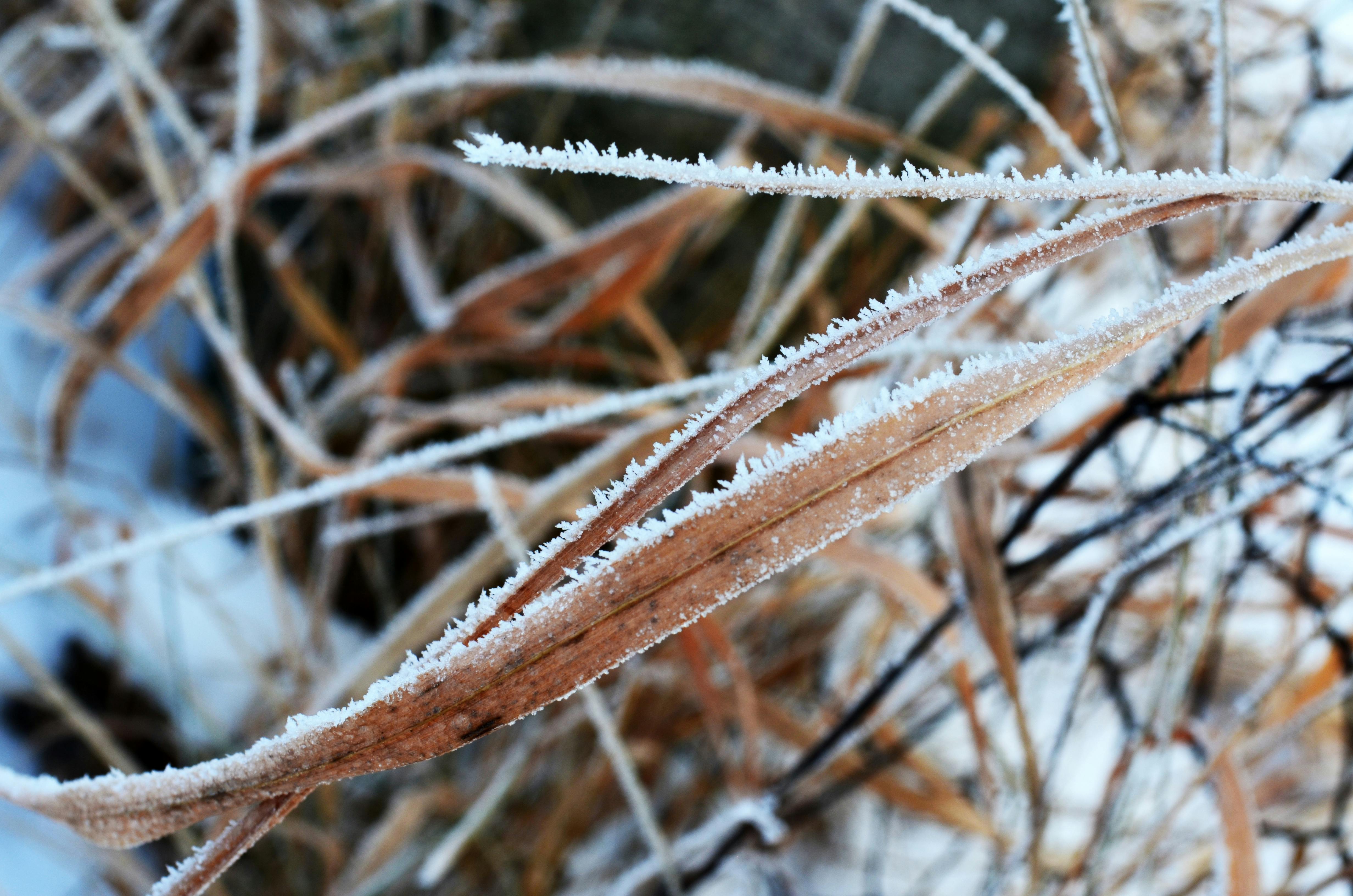 Free stock photo of cold, frozen, nature