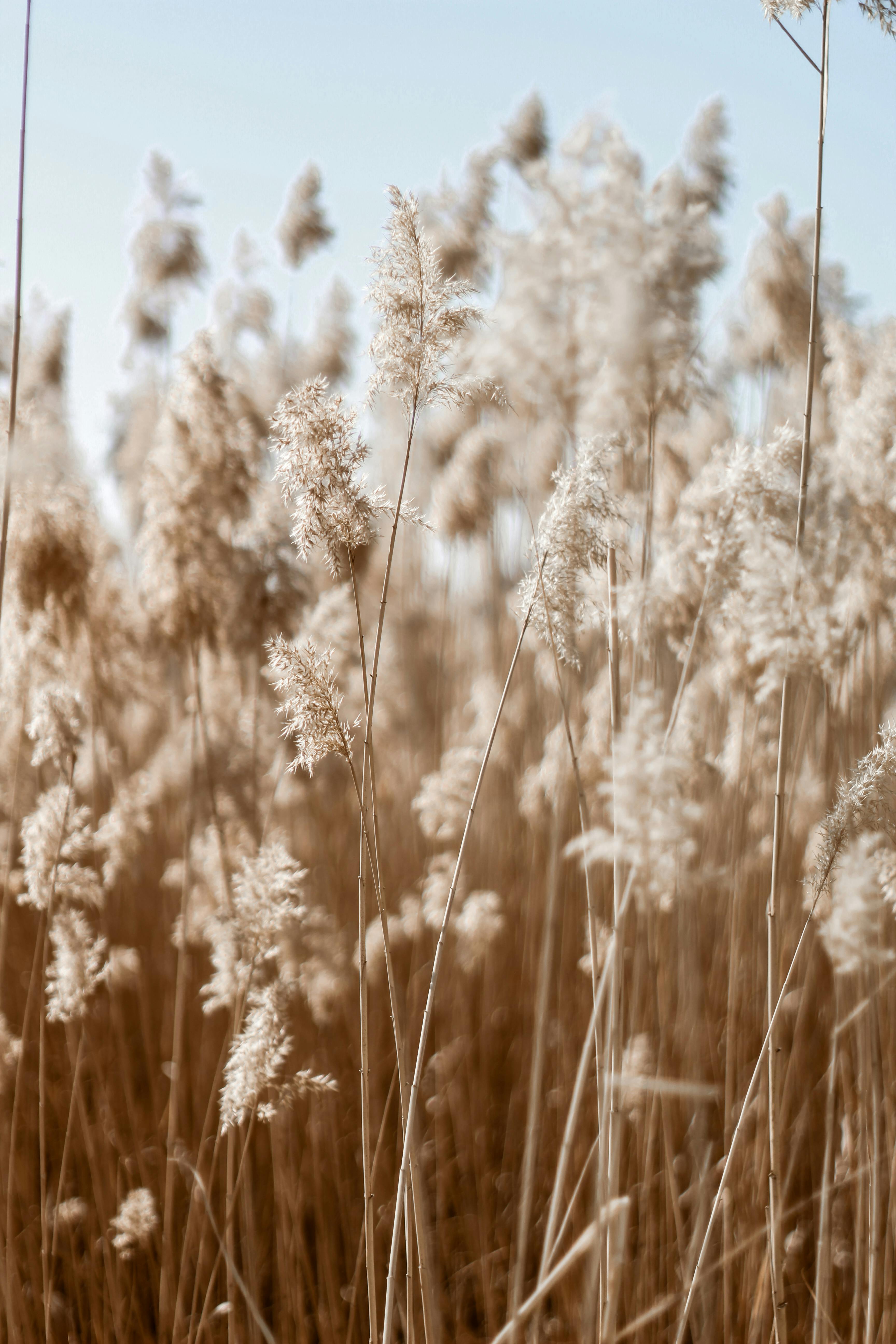White Grass Flowers in Season · Free Stock Photo