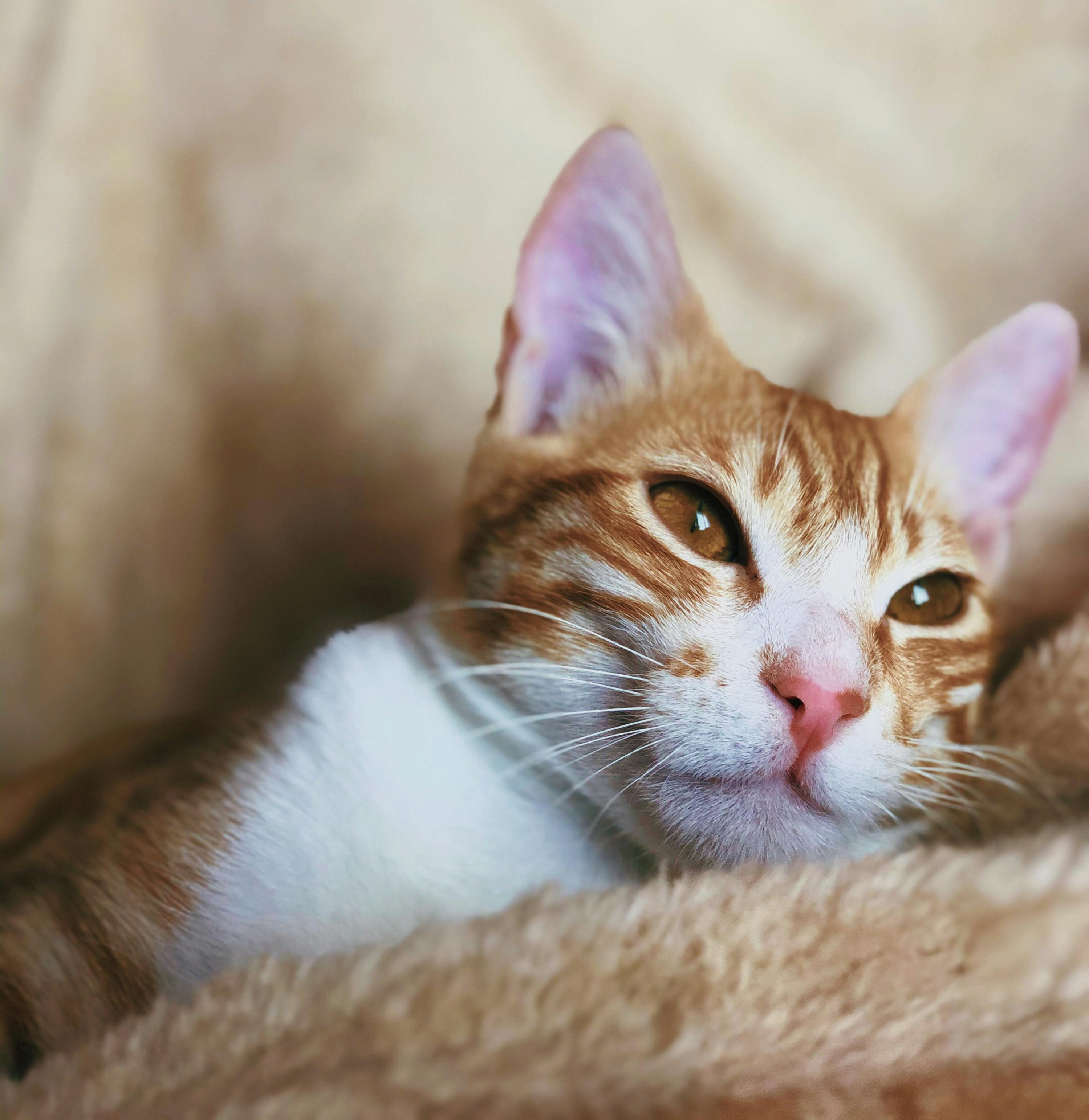 Photo of a Cat · Free Stock Photo