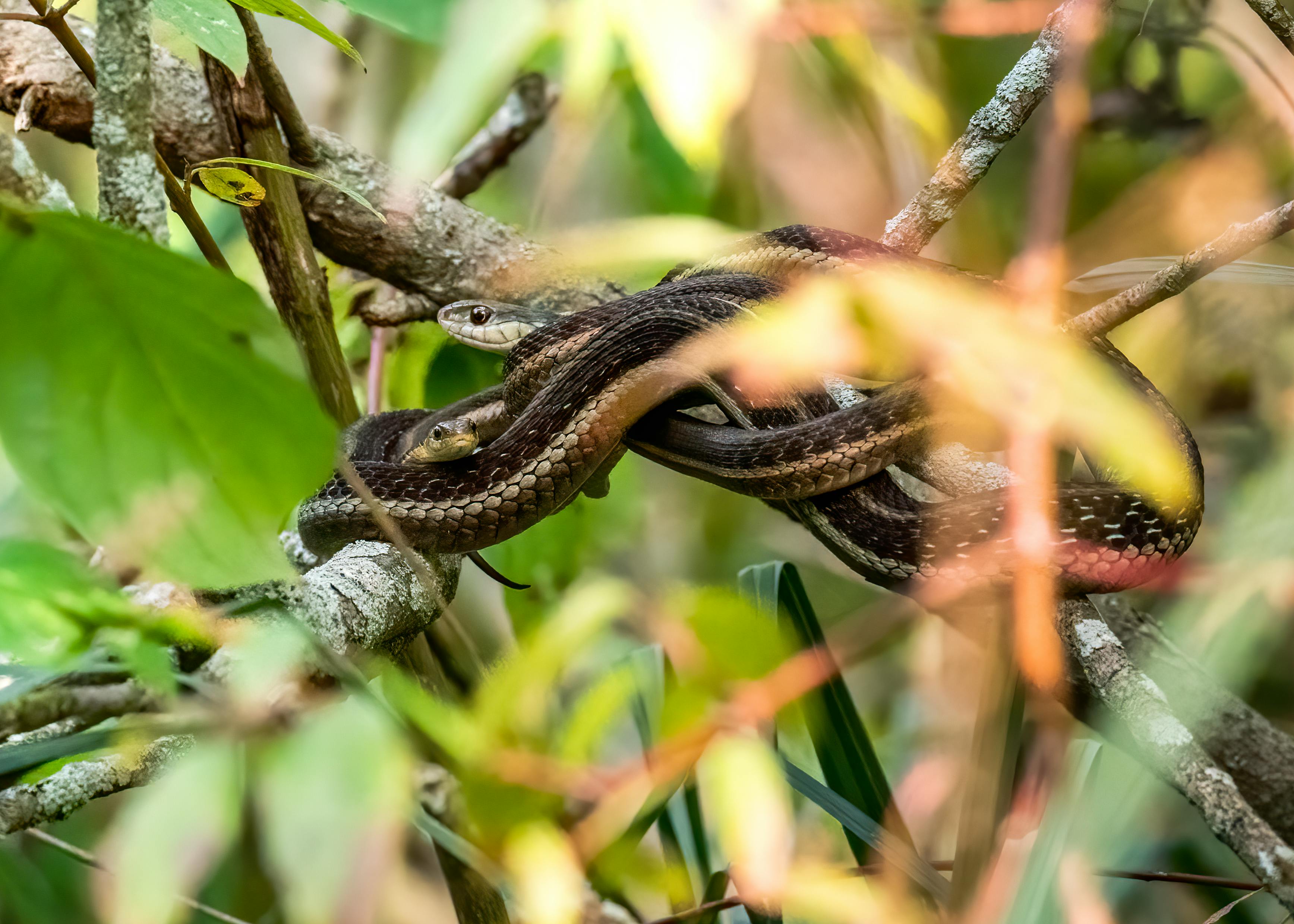 Wild Snakes Photos, Download The BEST Free Wild Snakes Stock Photos ...
