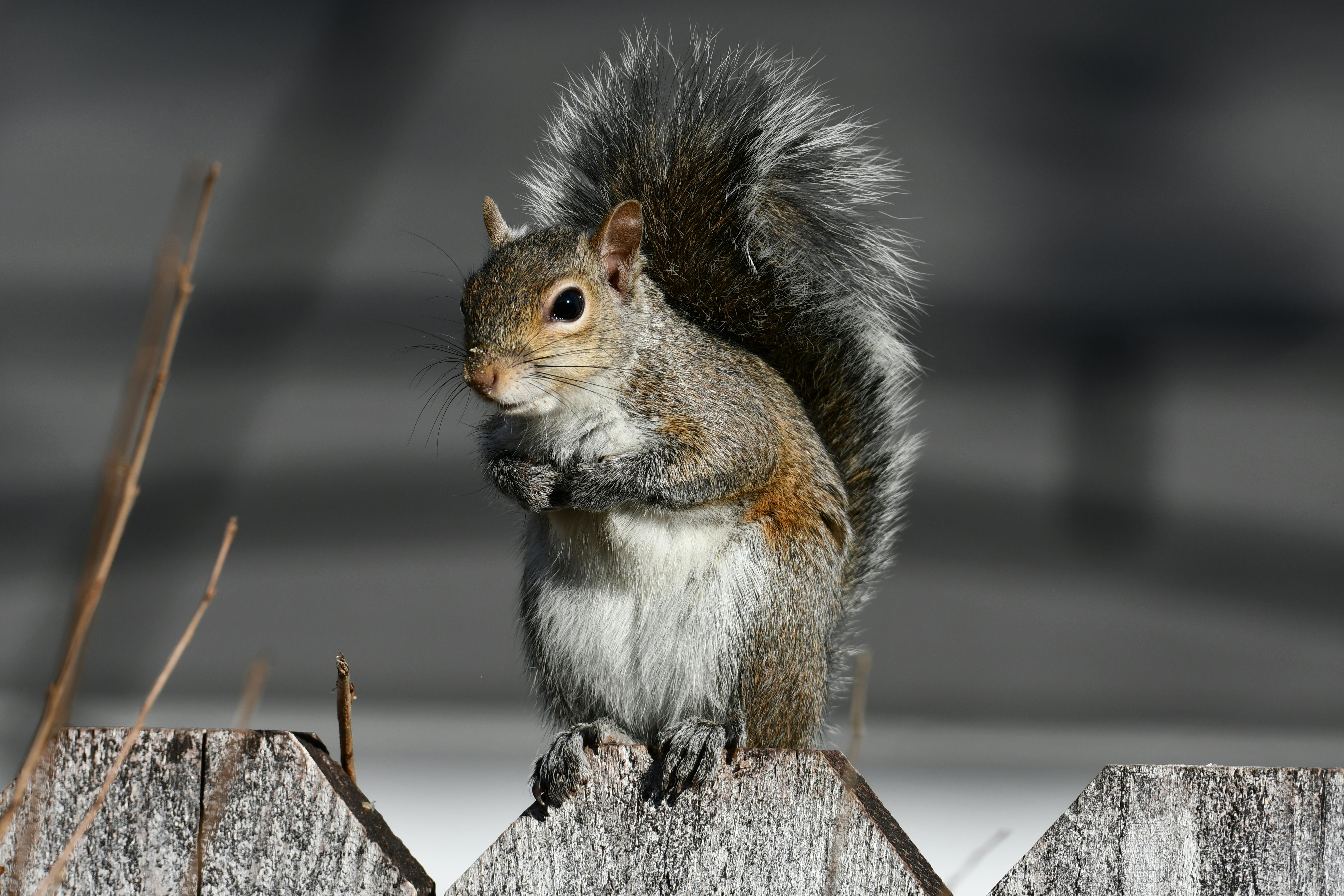 Close-Up Photo Of Squirrel · Free Stock Photo