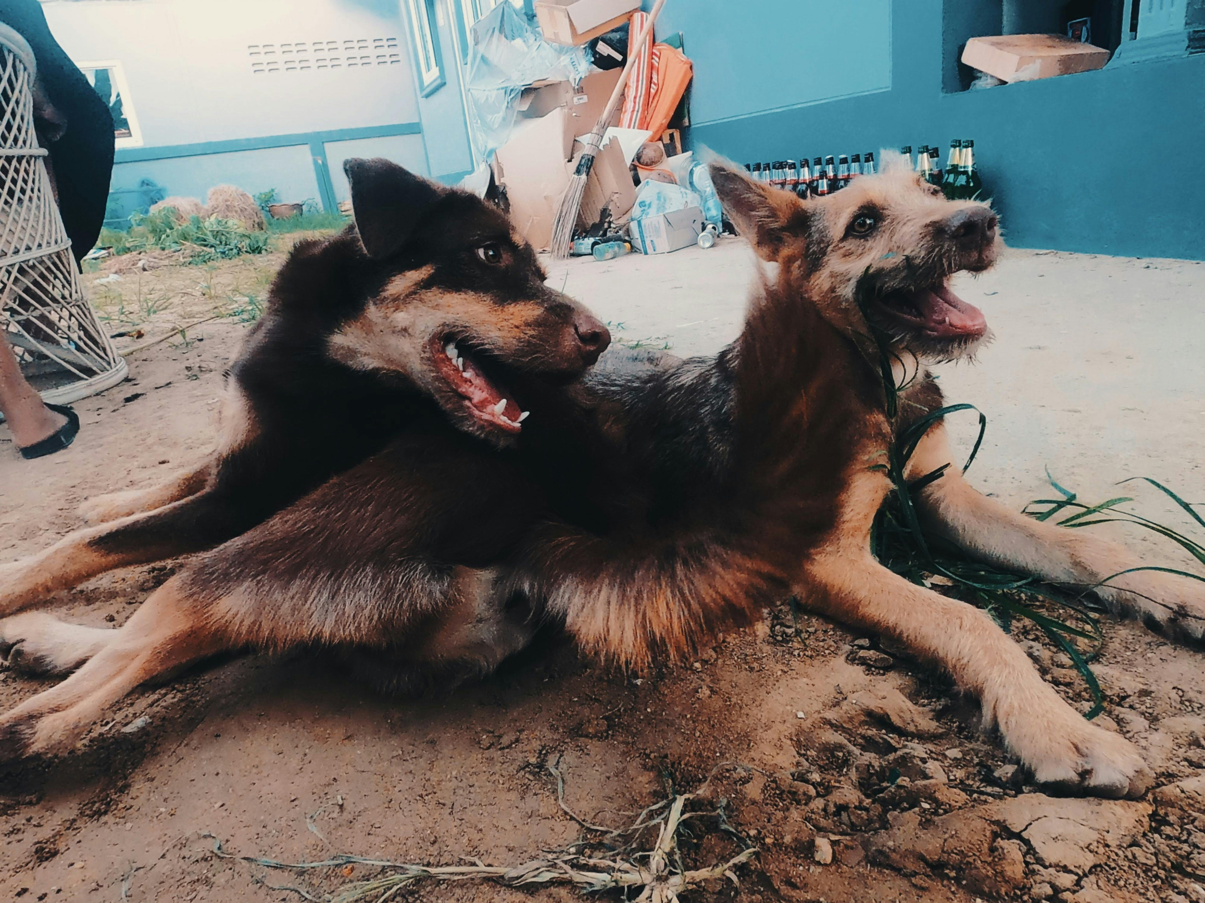 Mogoon Kenji - 사진