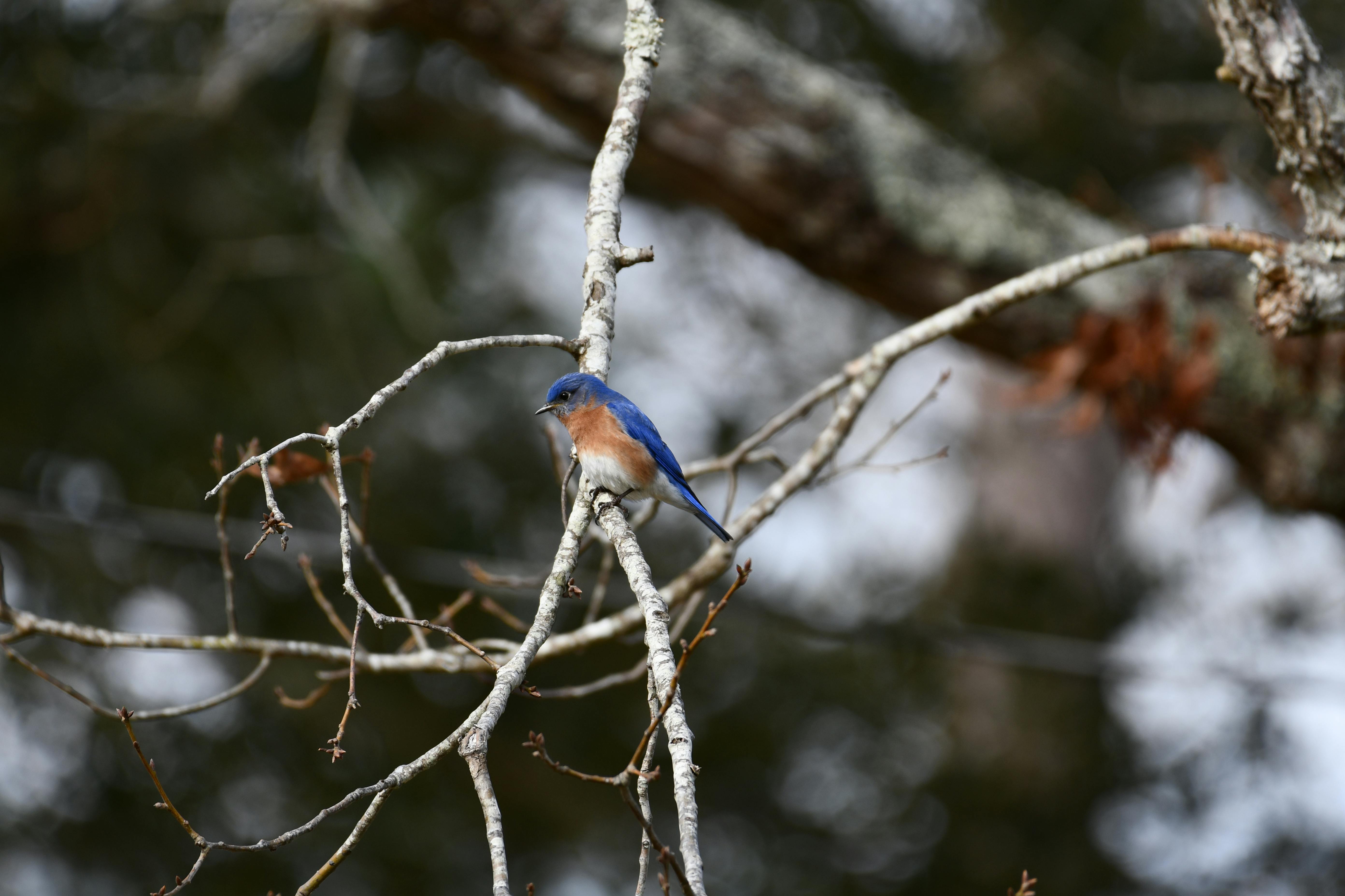A Close-Up of an Eastern Bluebird · Free Stock Photo