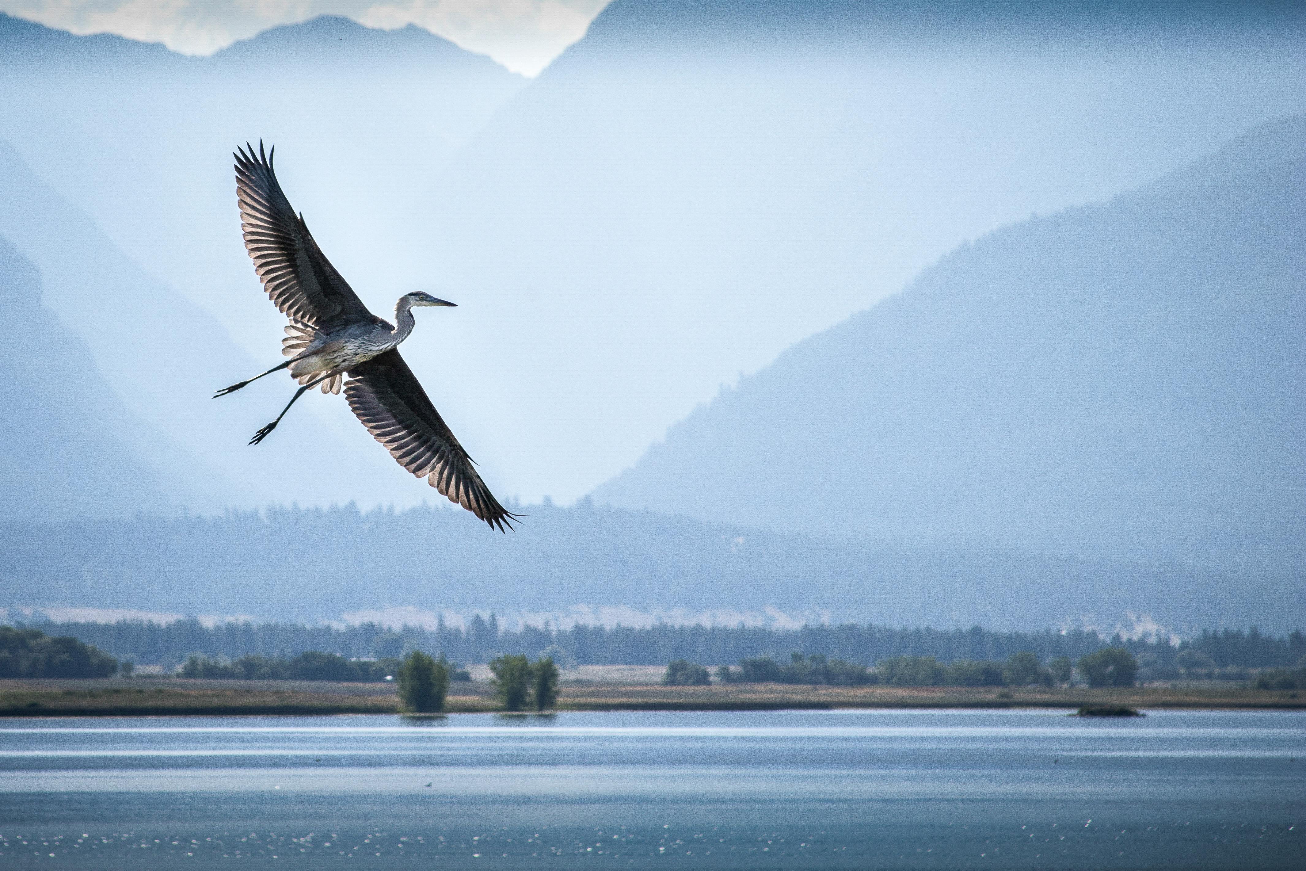 Bird Flying Over the River · Free Stock Photo