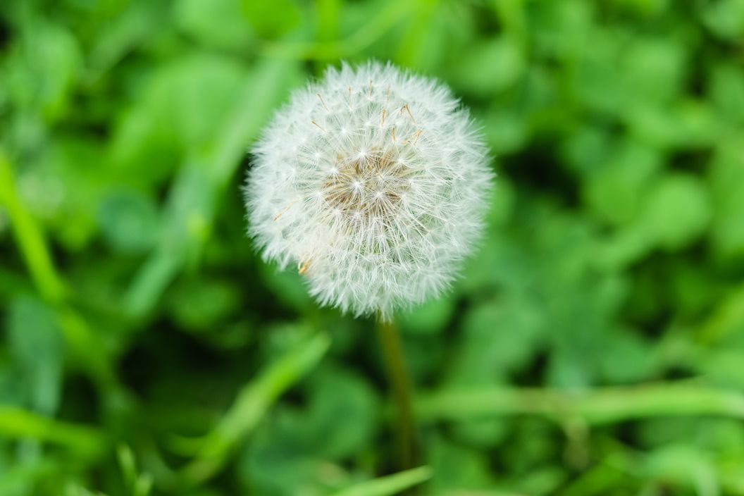 Can Weeds Be Composted to Reduce Waste and Save Money?