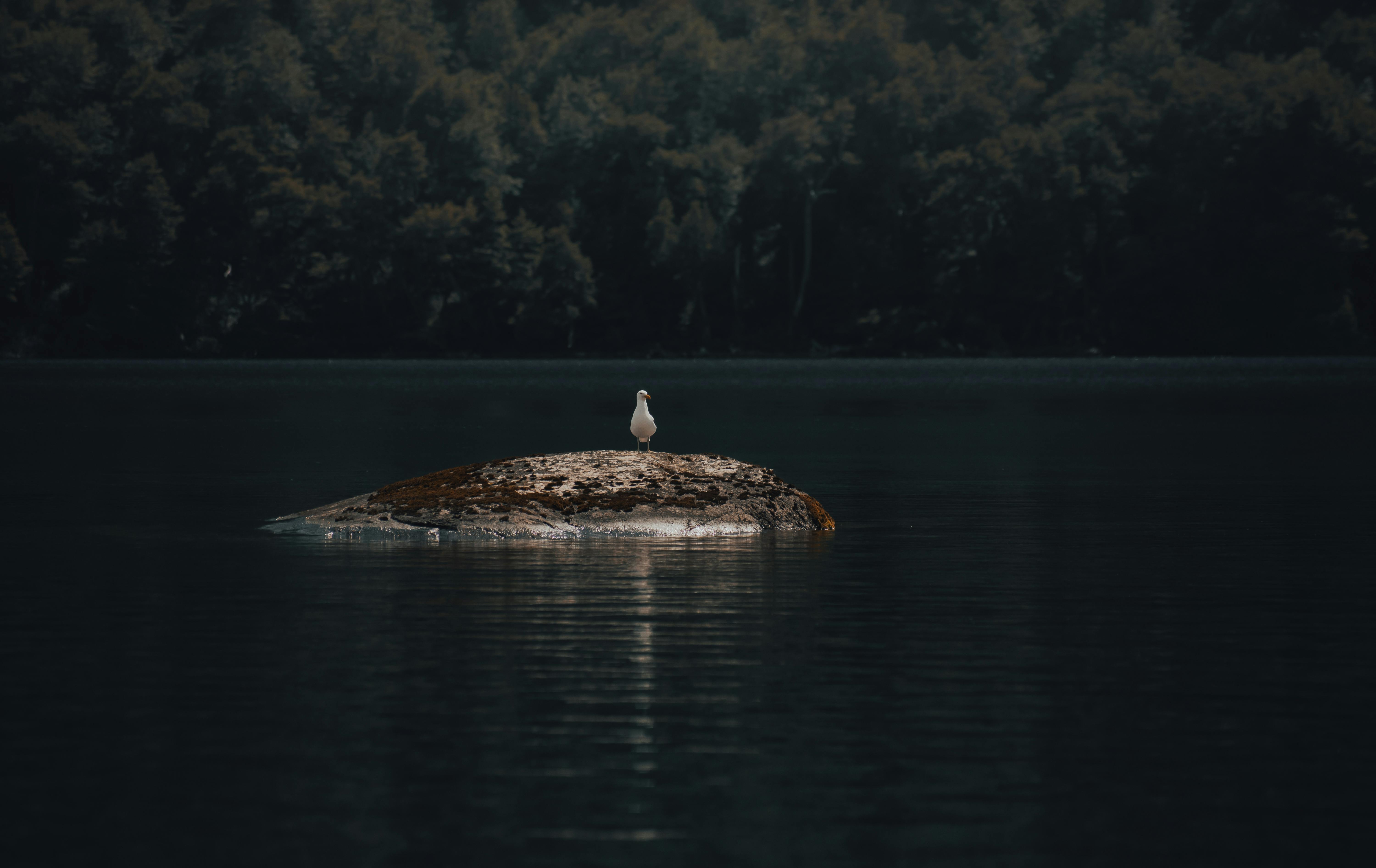 Seagull Wallpaper Photos, Download The BEST Free Seagull Wallpaper ...