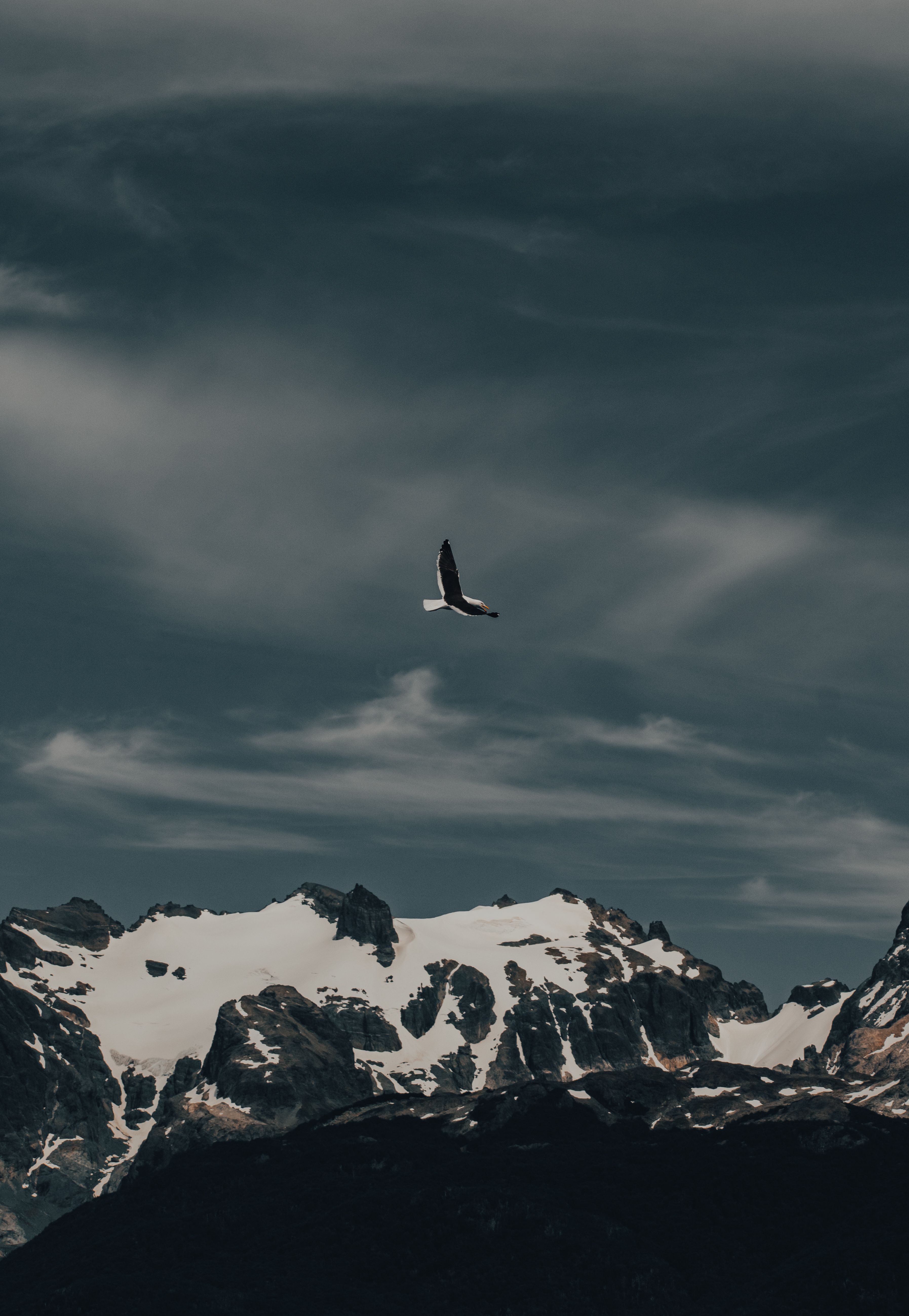 Bird Flying over Snow Covered Mountain · Free Stock Photo