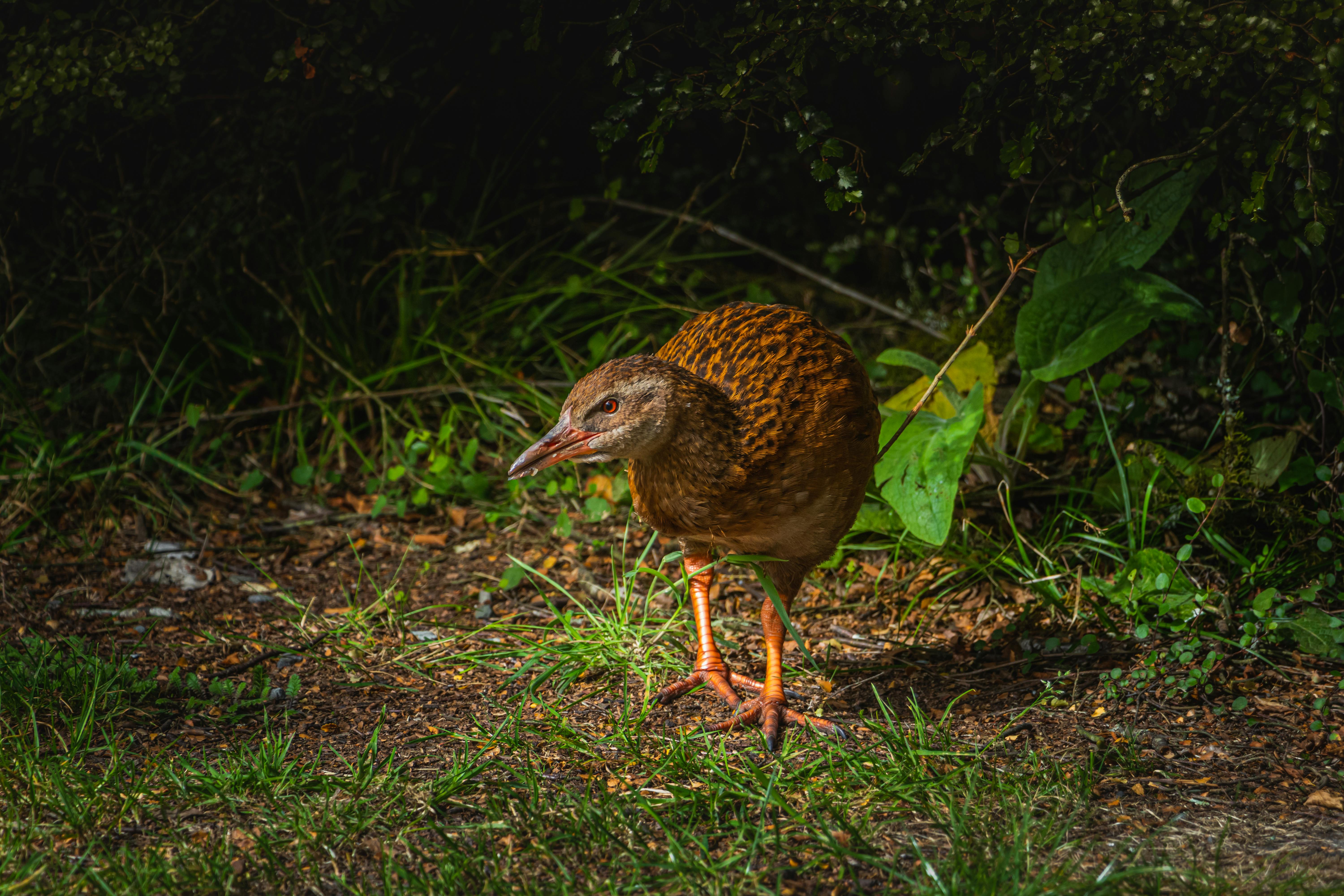 Weka Photos, Download The BEST Free Weka Stock Photos & HD Images