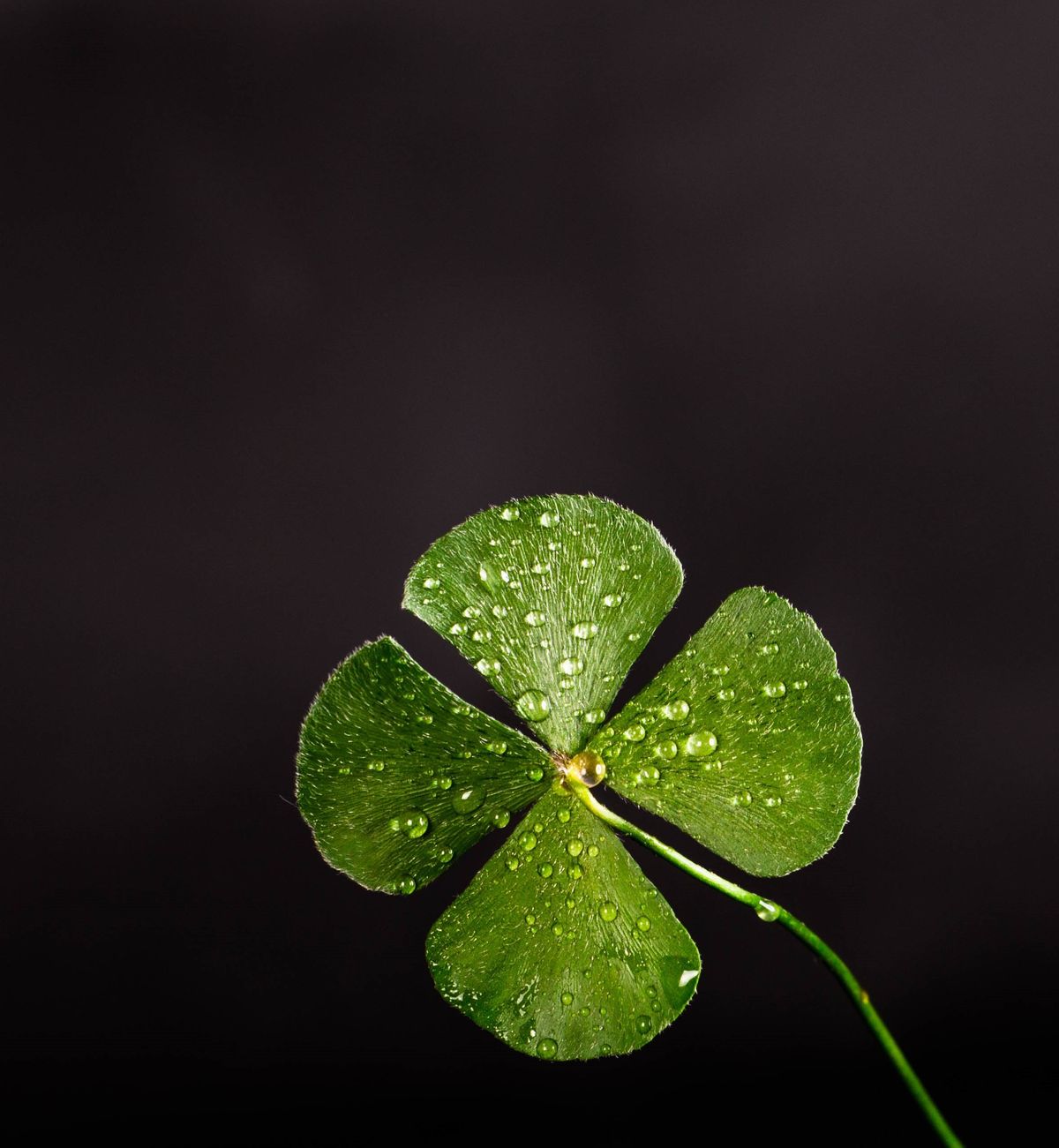 Clover Photos, Download The BEST Free Clover Stock Photos & HD Images