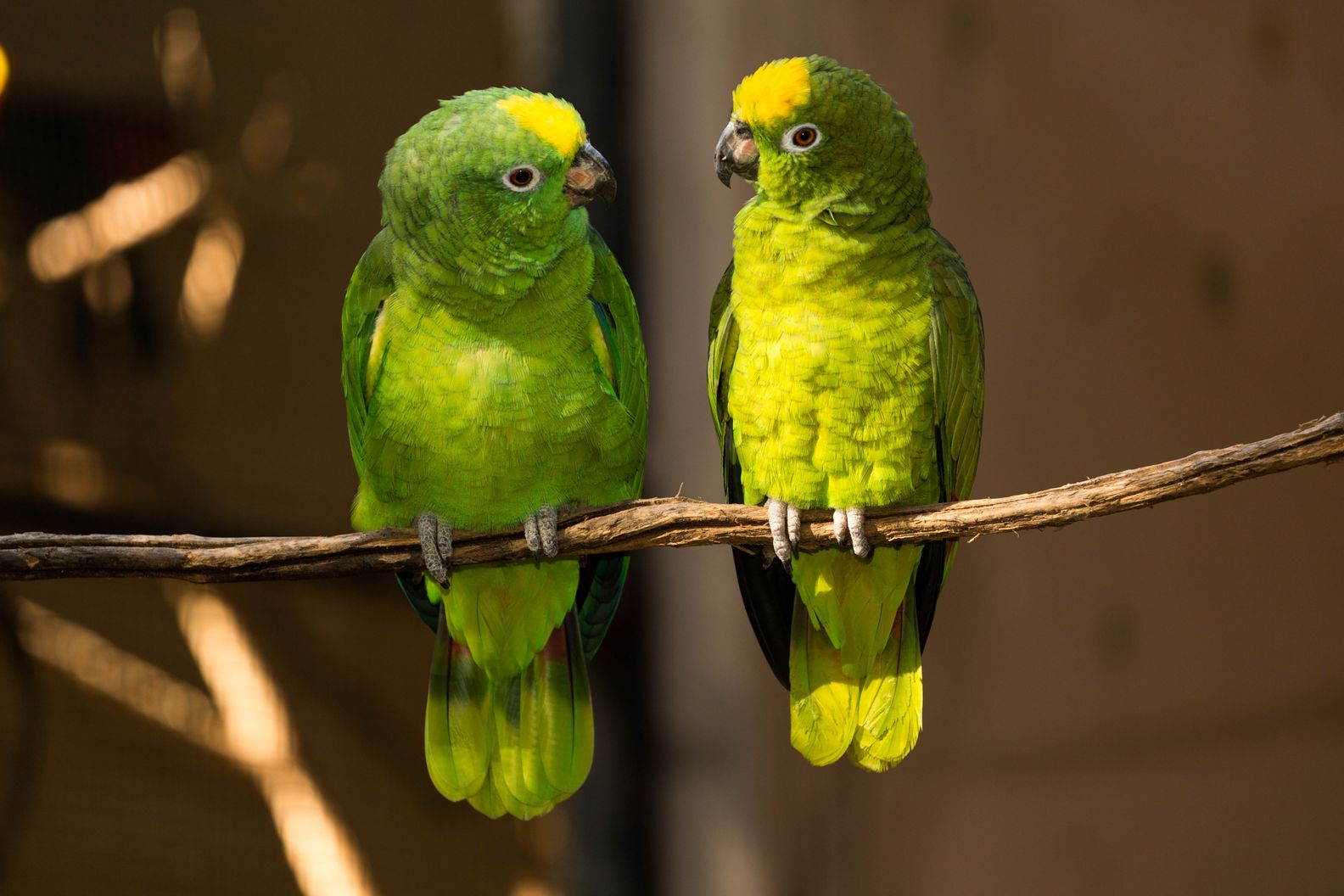 Mauritius Fauna Highlights: Discover Unique Species Today