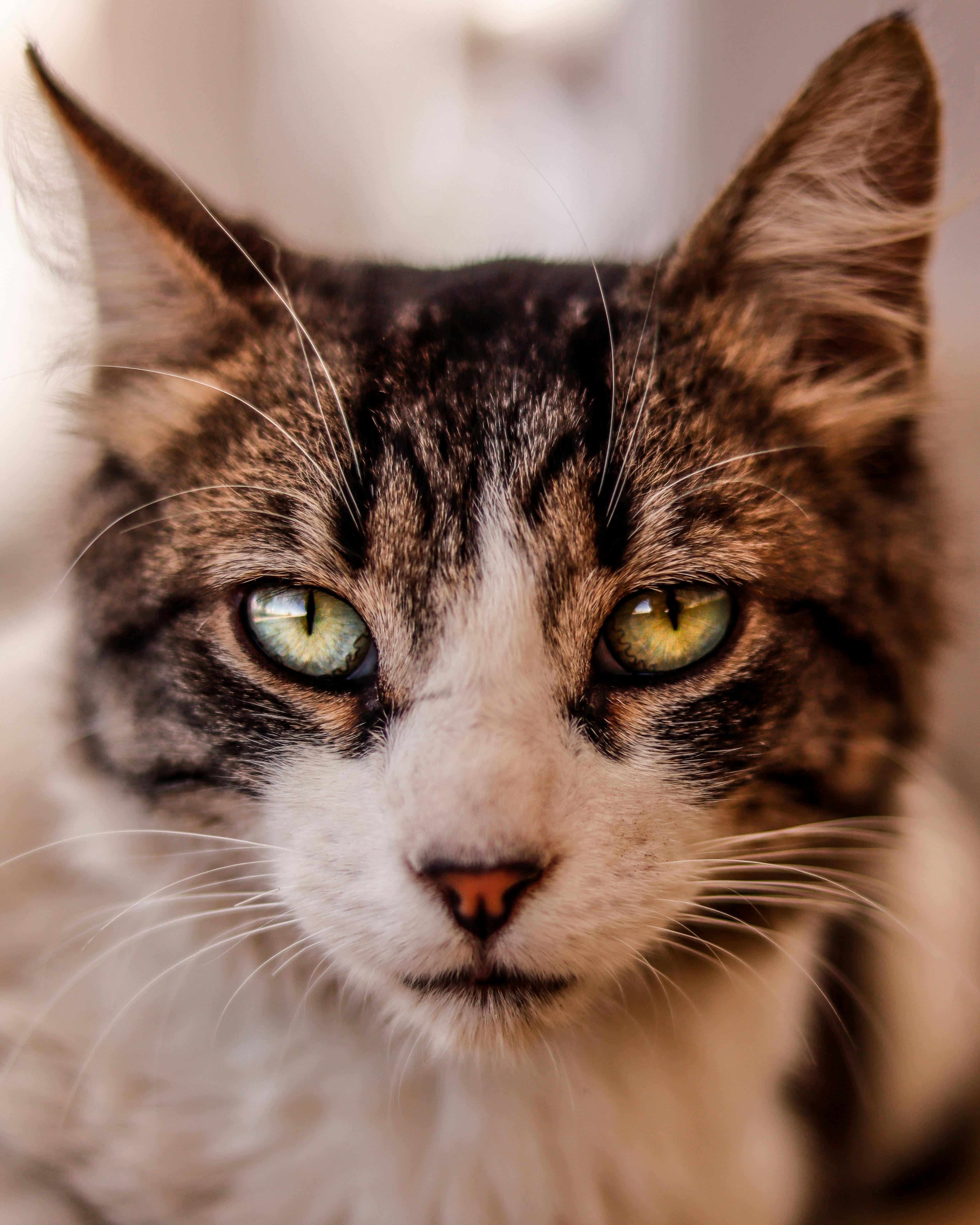 Tuxedo Cat · Free Stock Photo