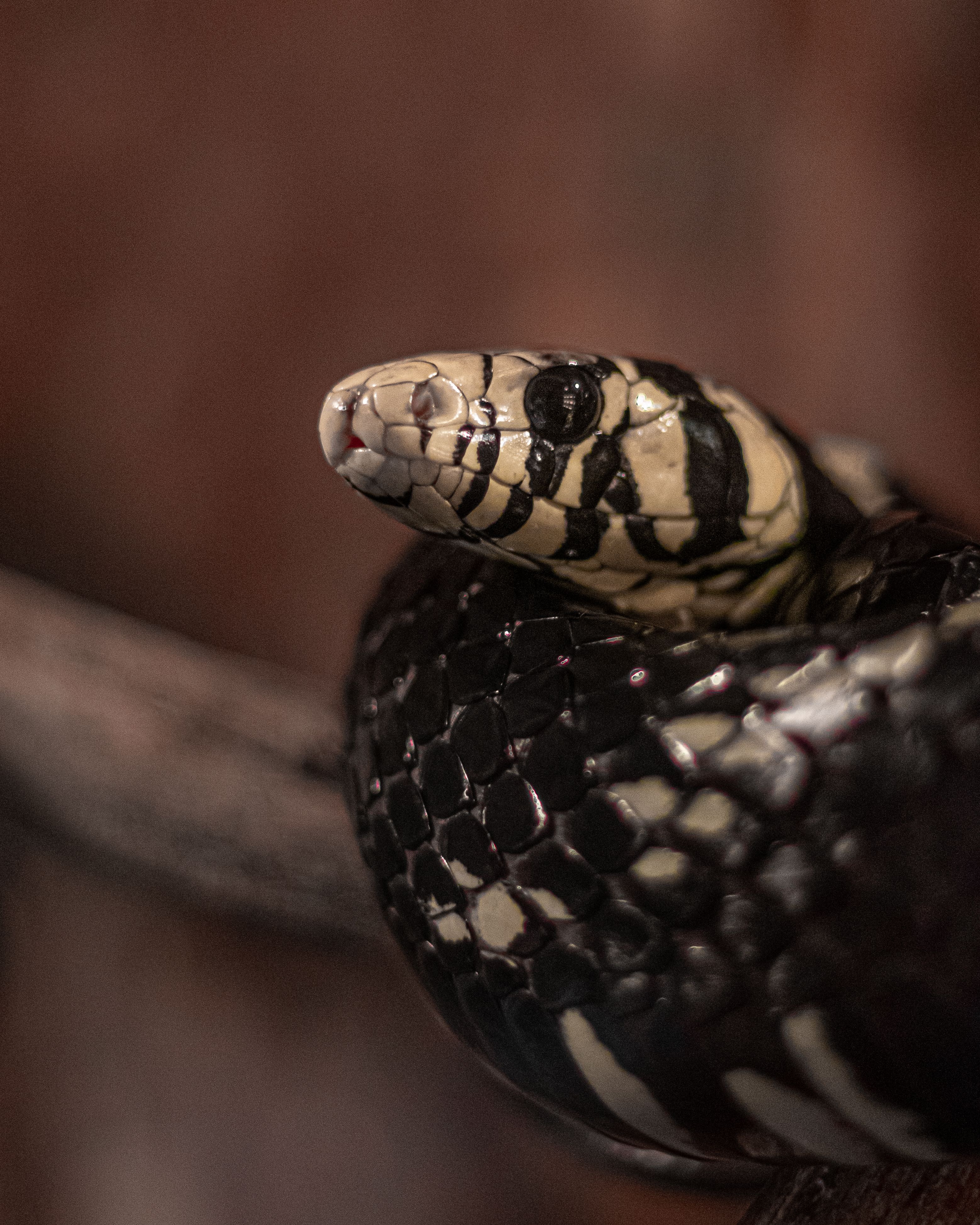 Close Up Photo of a Snake · Free Stock Photo