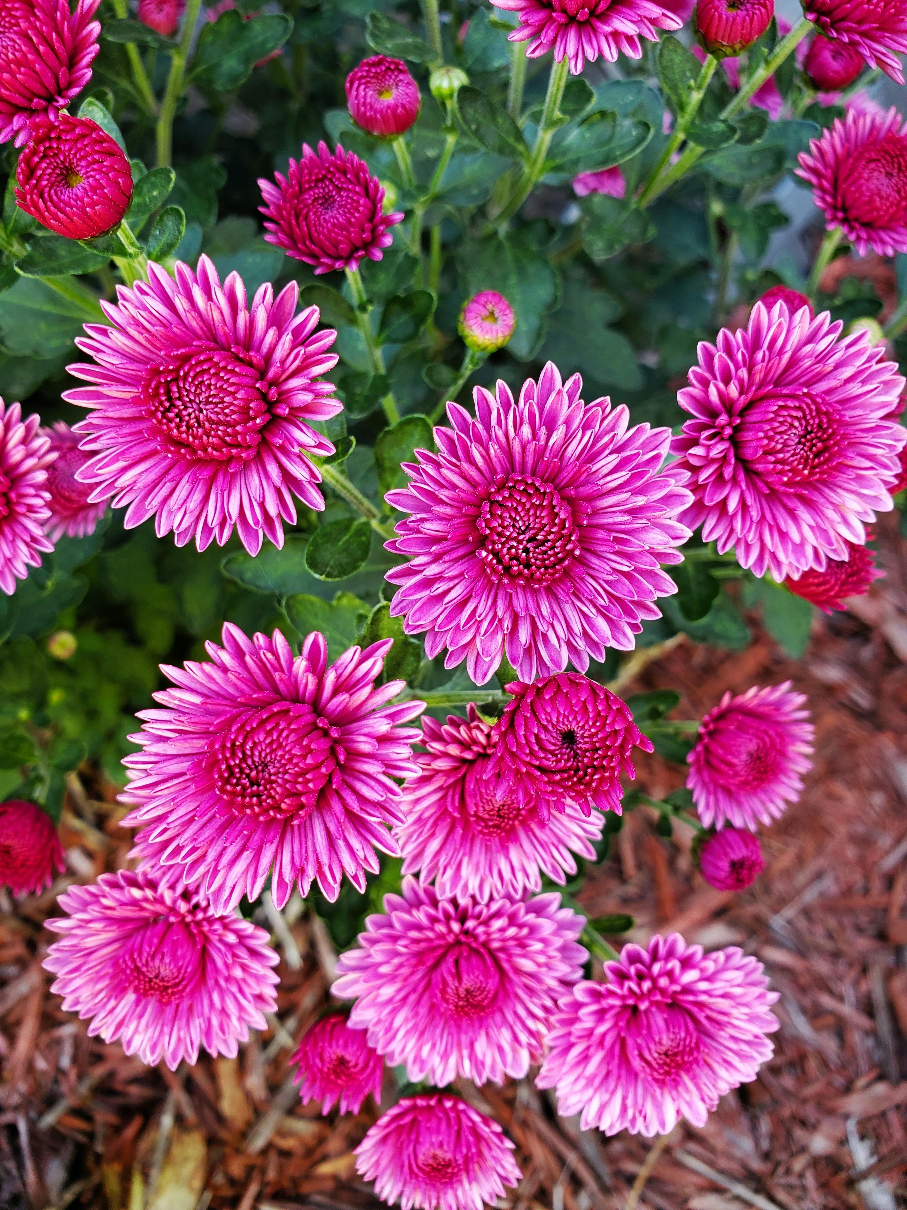 Royal Jones – Fotografia