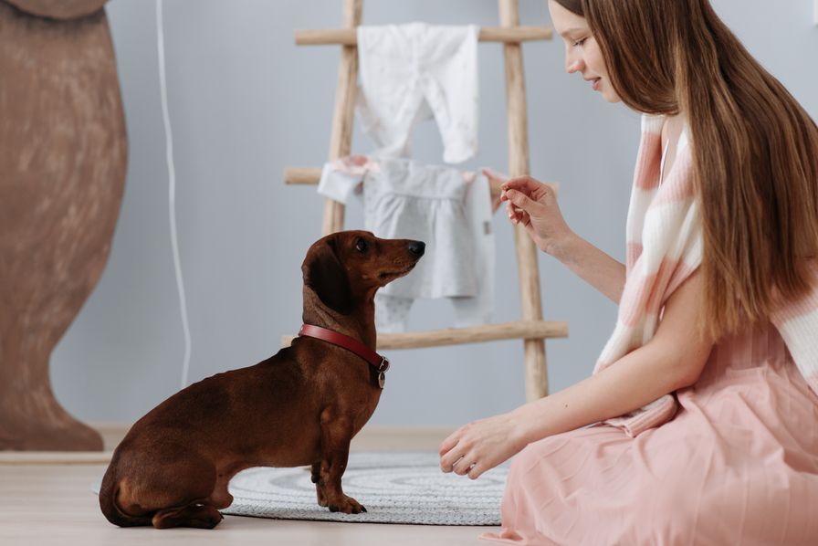 Dopamine Box Dog Training: Transforming Behavior Naturally