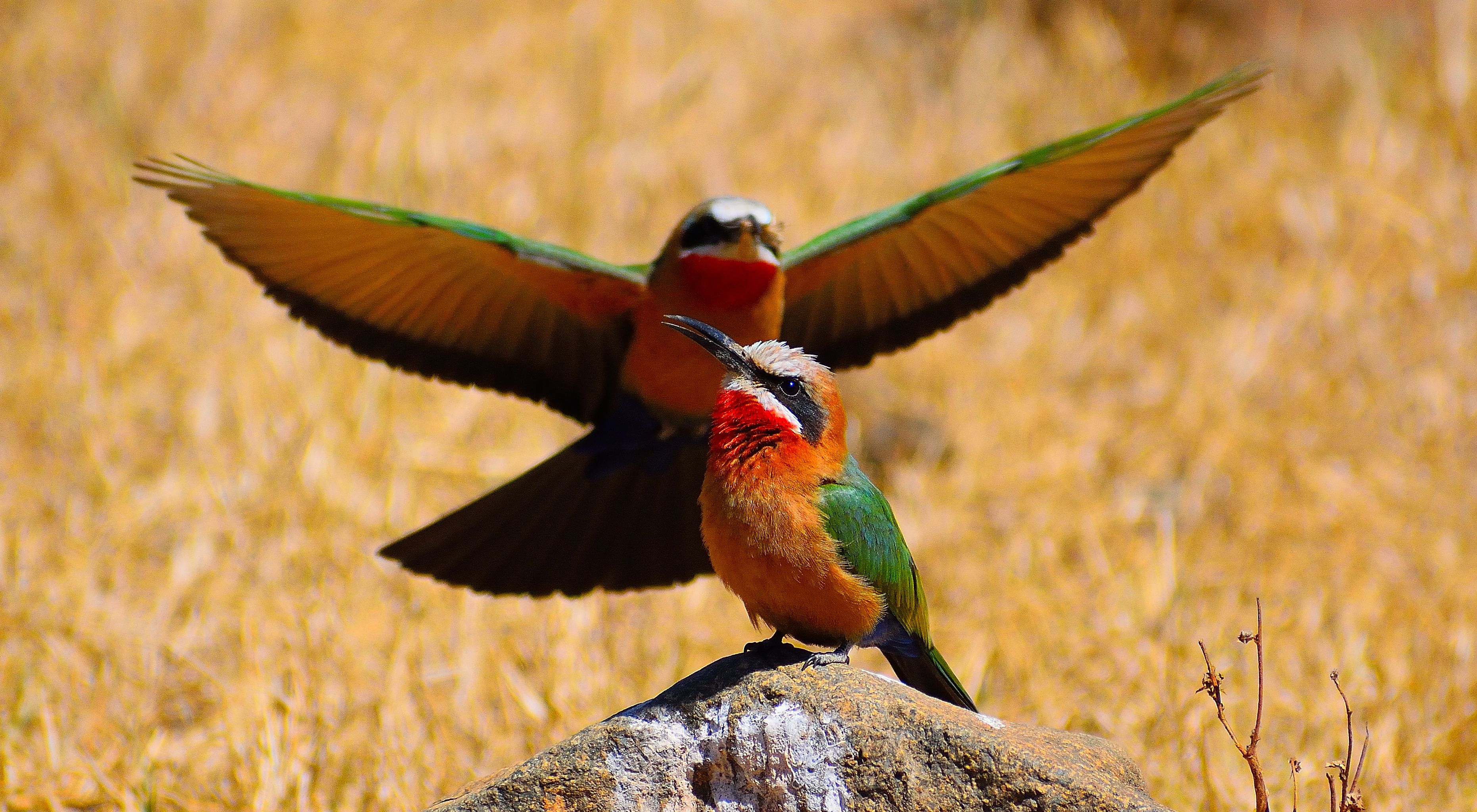 238,814+ Best Free Nature animals Stock Photos & Images · 100% Royalty ...