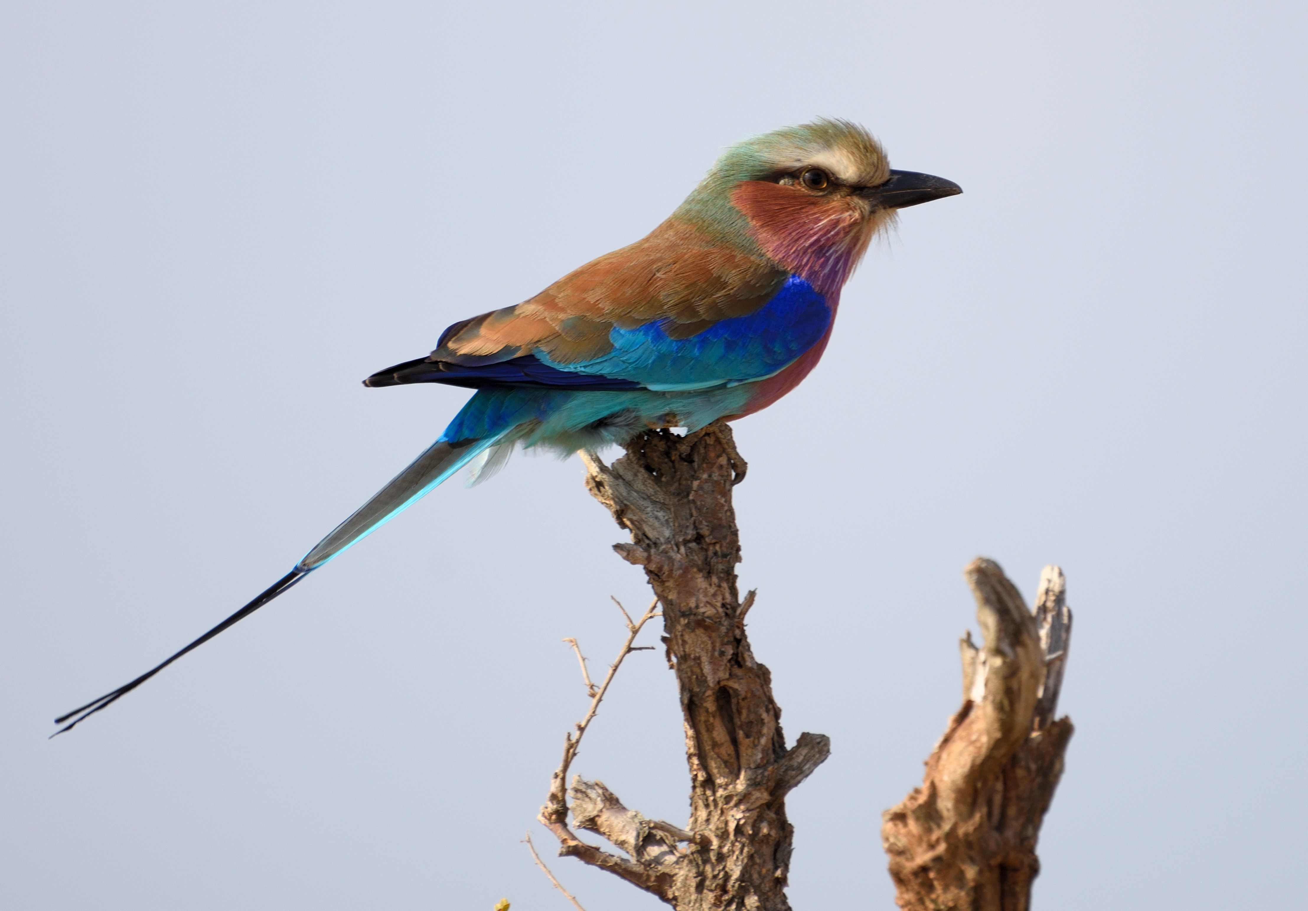 Lilac Bird Photos, Download The BEST Free Lilac Bird Stock Photos & HD ...