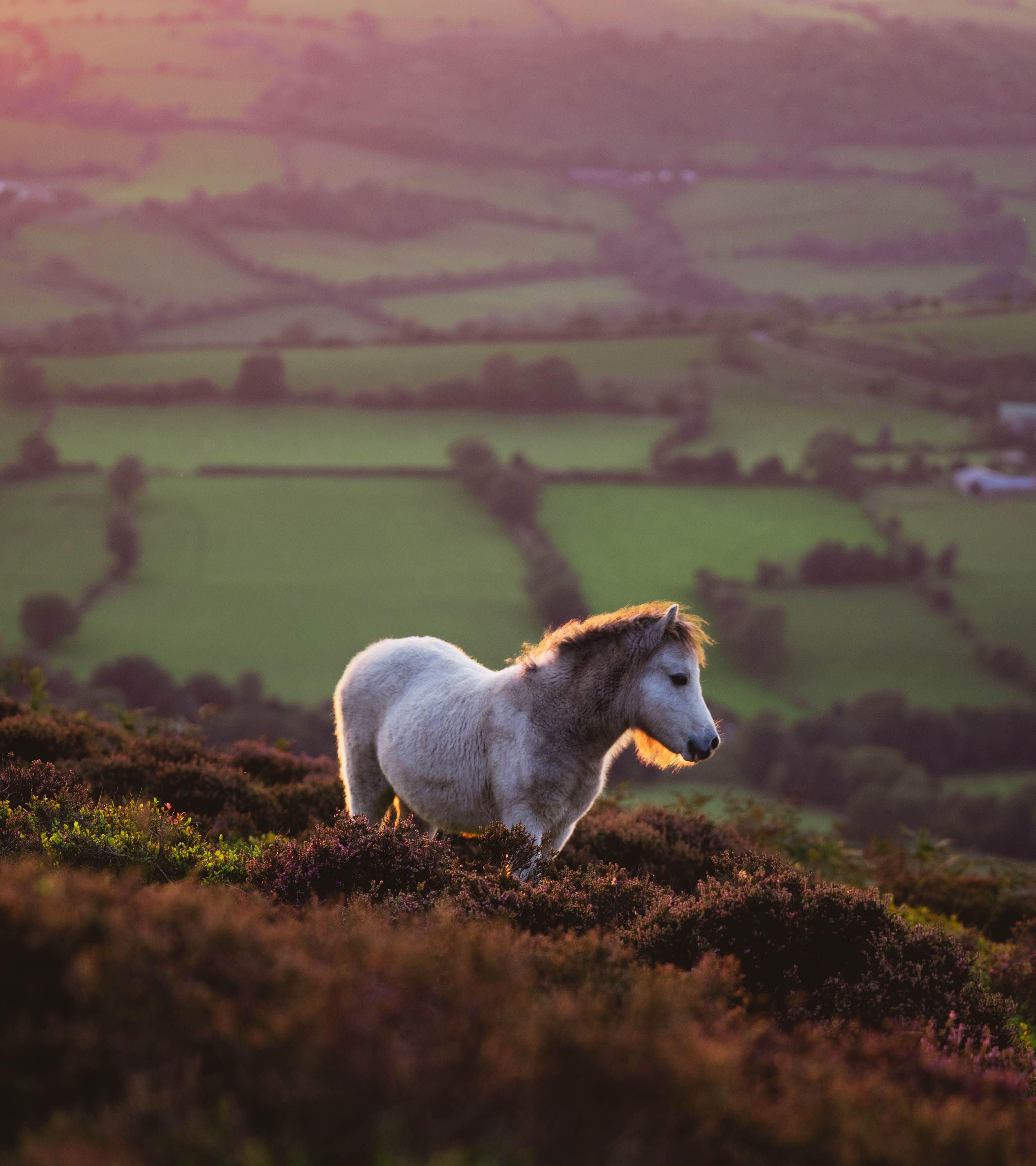 Welsh Mountain Pony Photos, Download Free Welsh Mountain Pony Stock ...