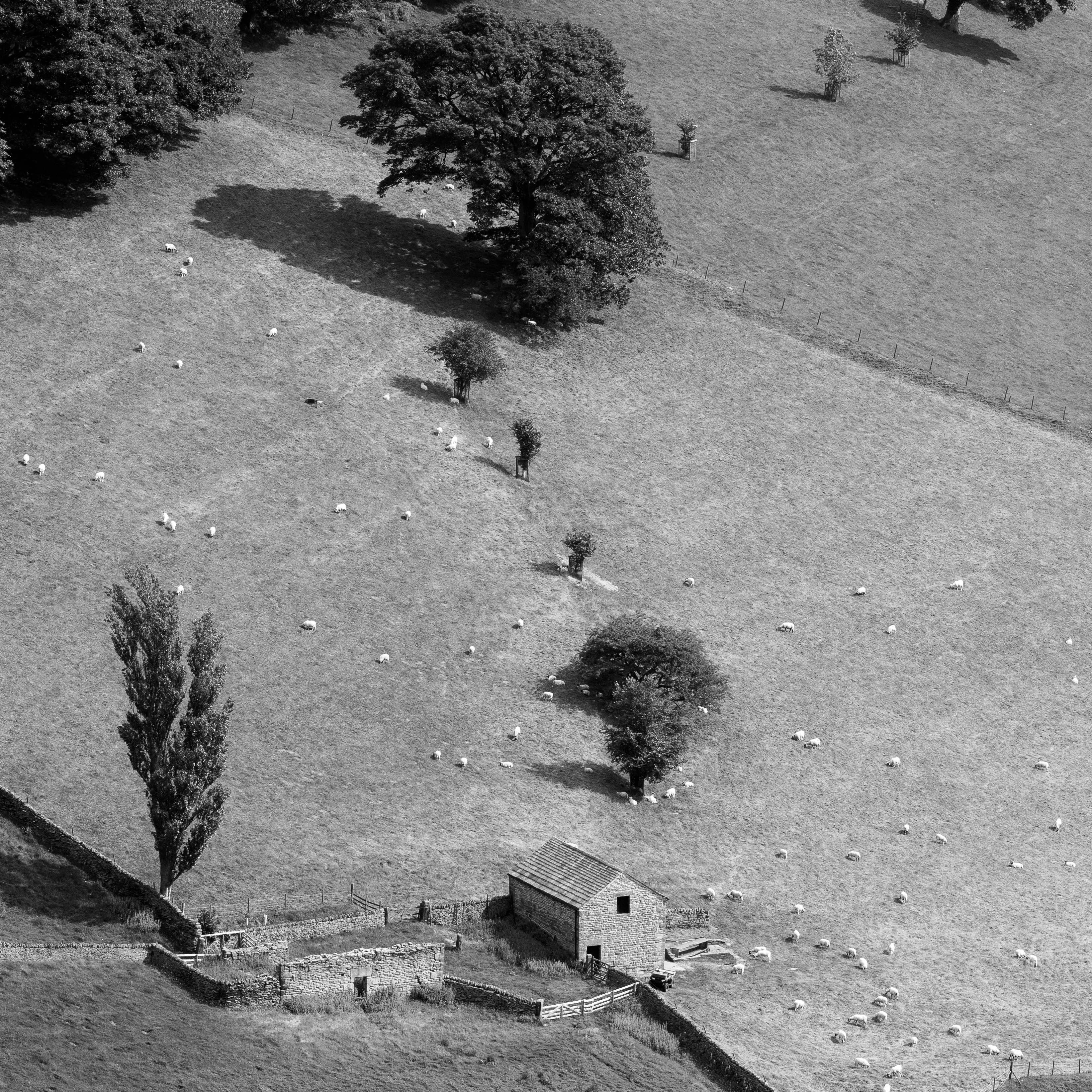 Grayscale Photo of an Animal Farm · Free Stock Photo