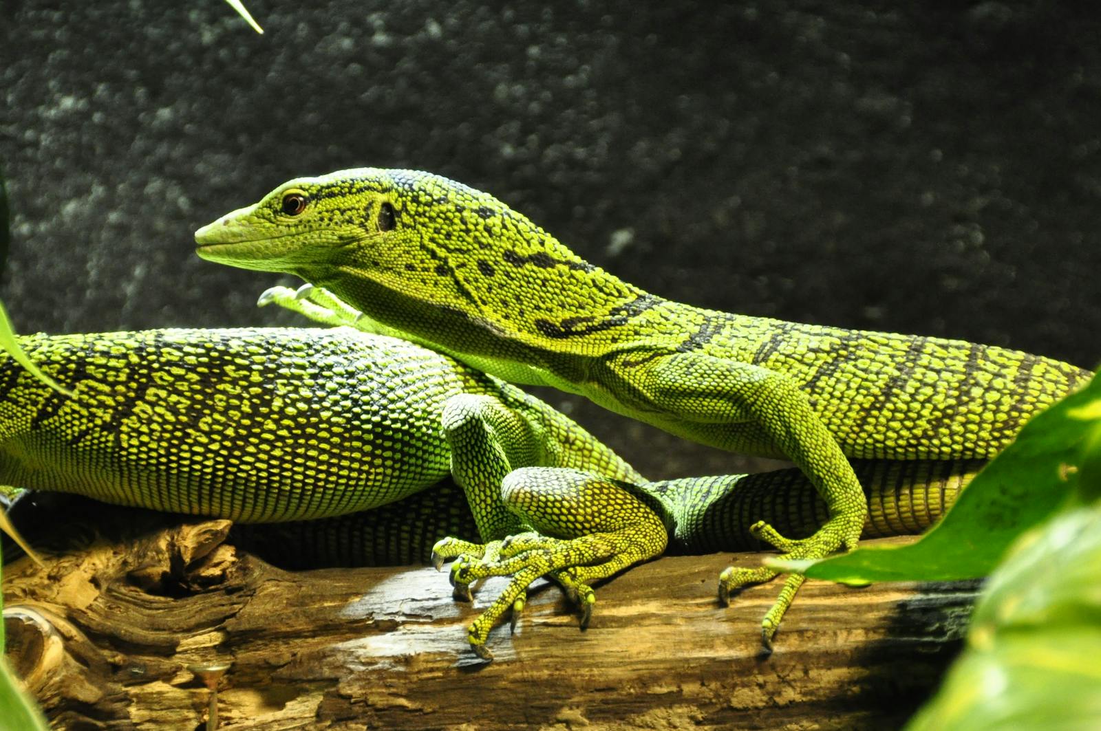 Monitor Lizard Photos, Download The BEST Free Monitor Lizard Stock ...