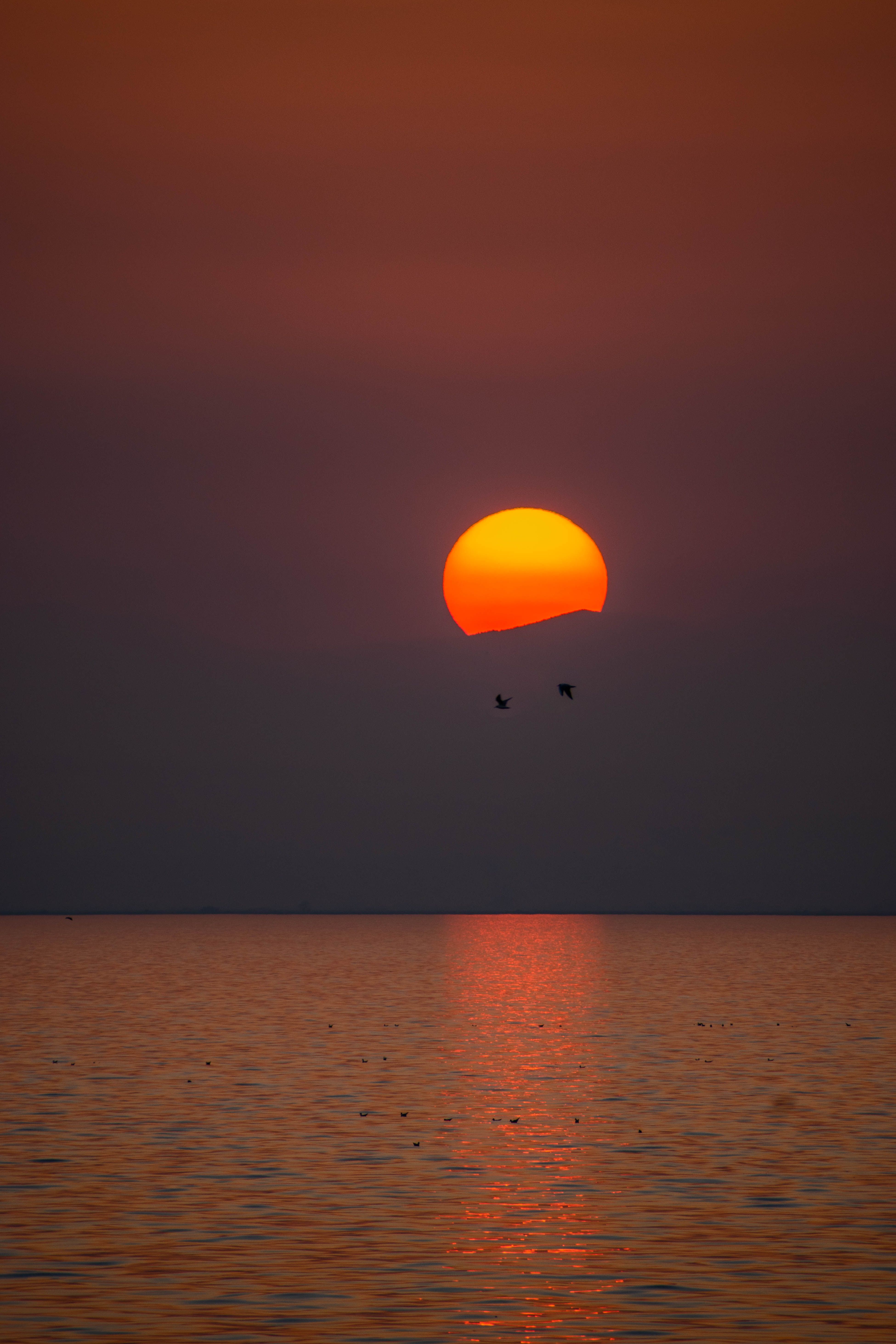 White Bird Flying Above Body of Water · Free Stock Photo