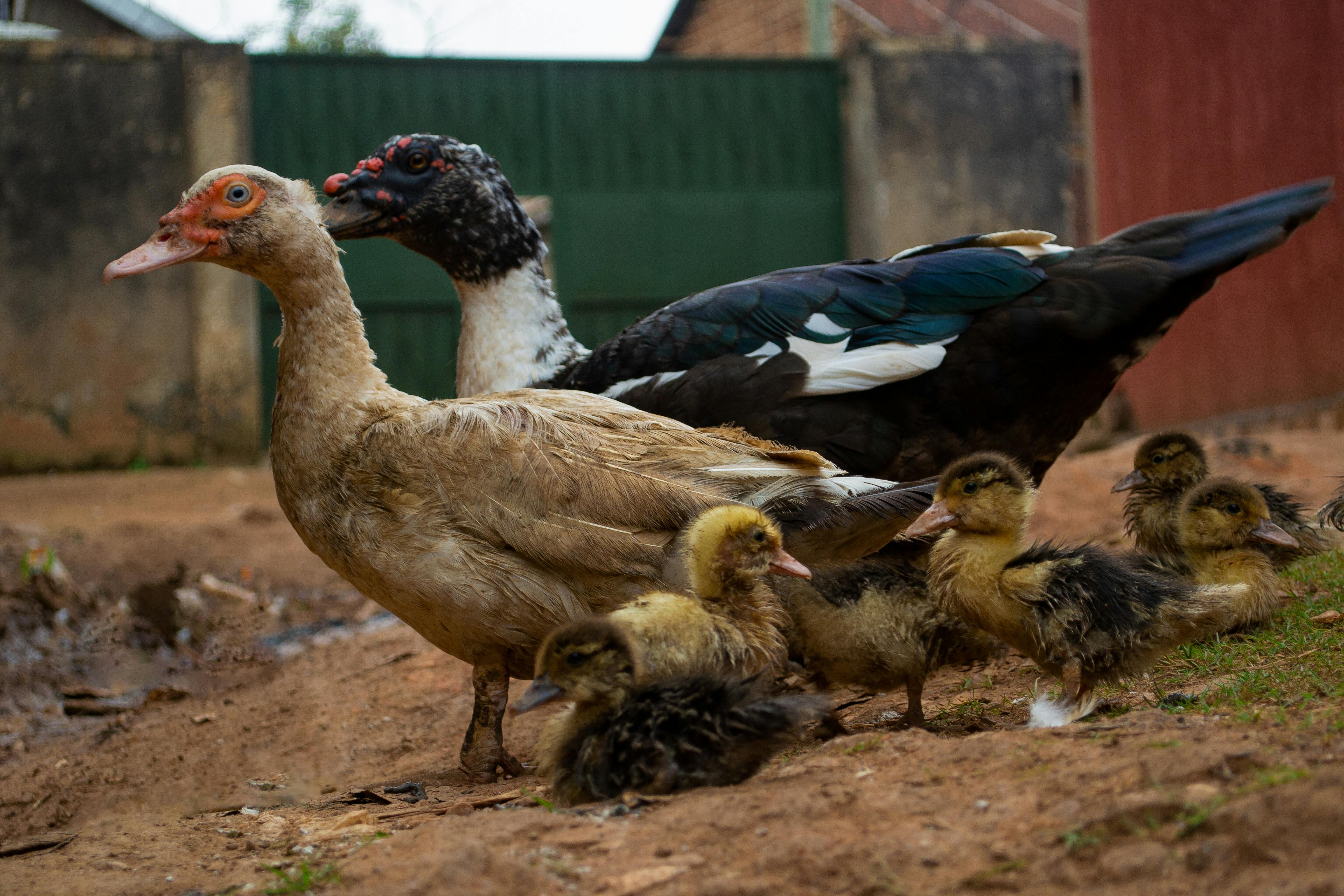 Close Up Photo of Yellow Duck · Free Stock Photo