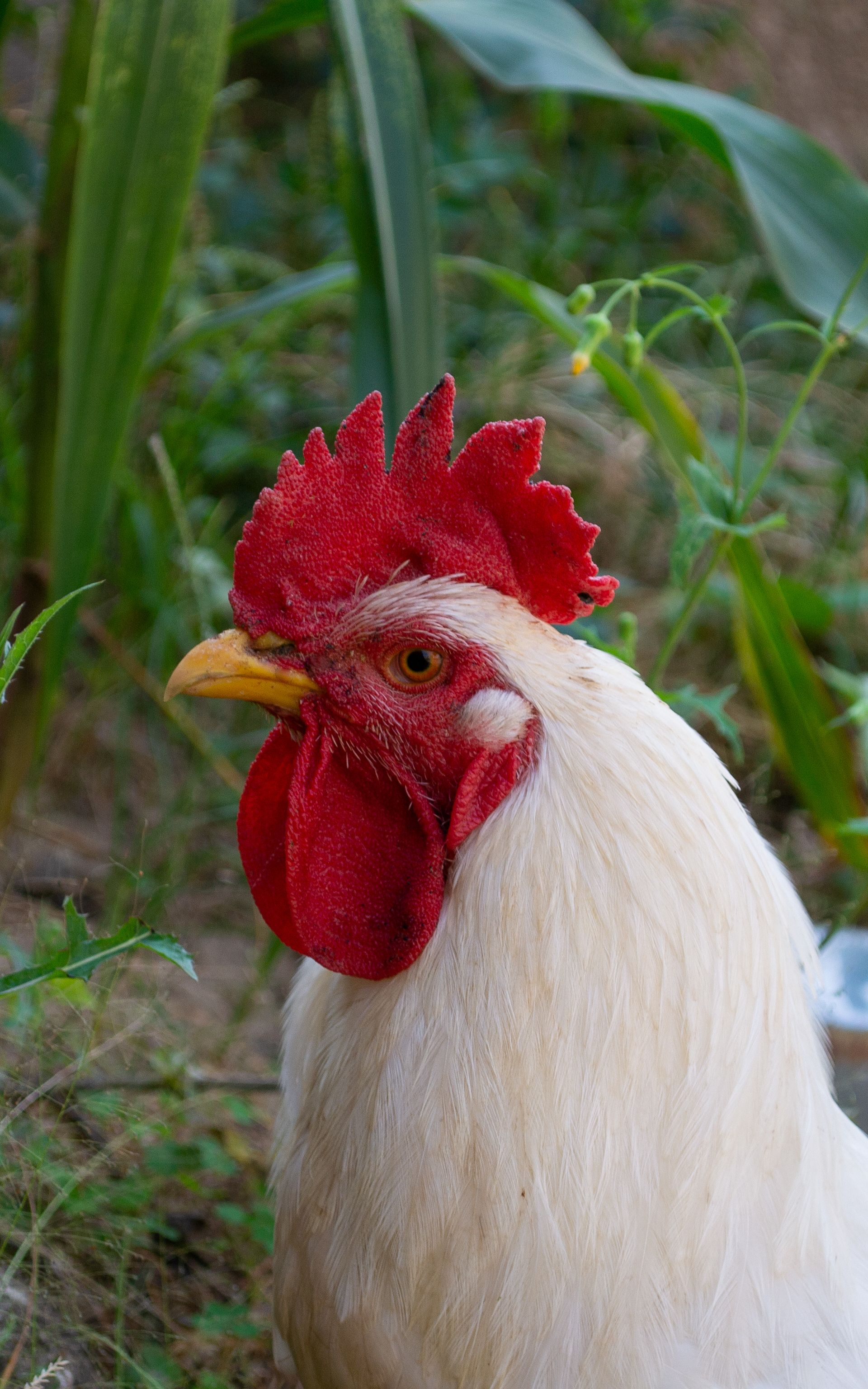Foto de stock gratuita sobre animal, animal de granja, animal domestico ...